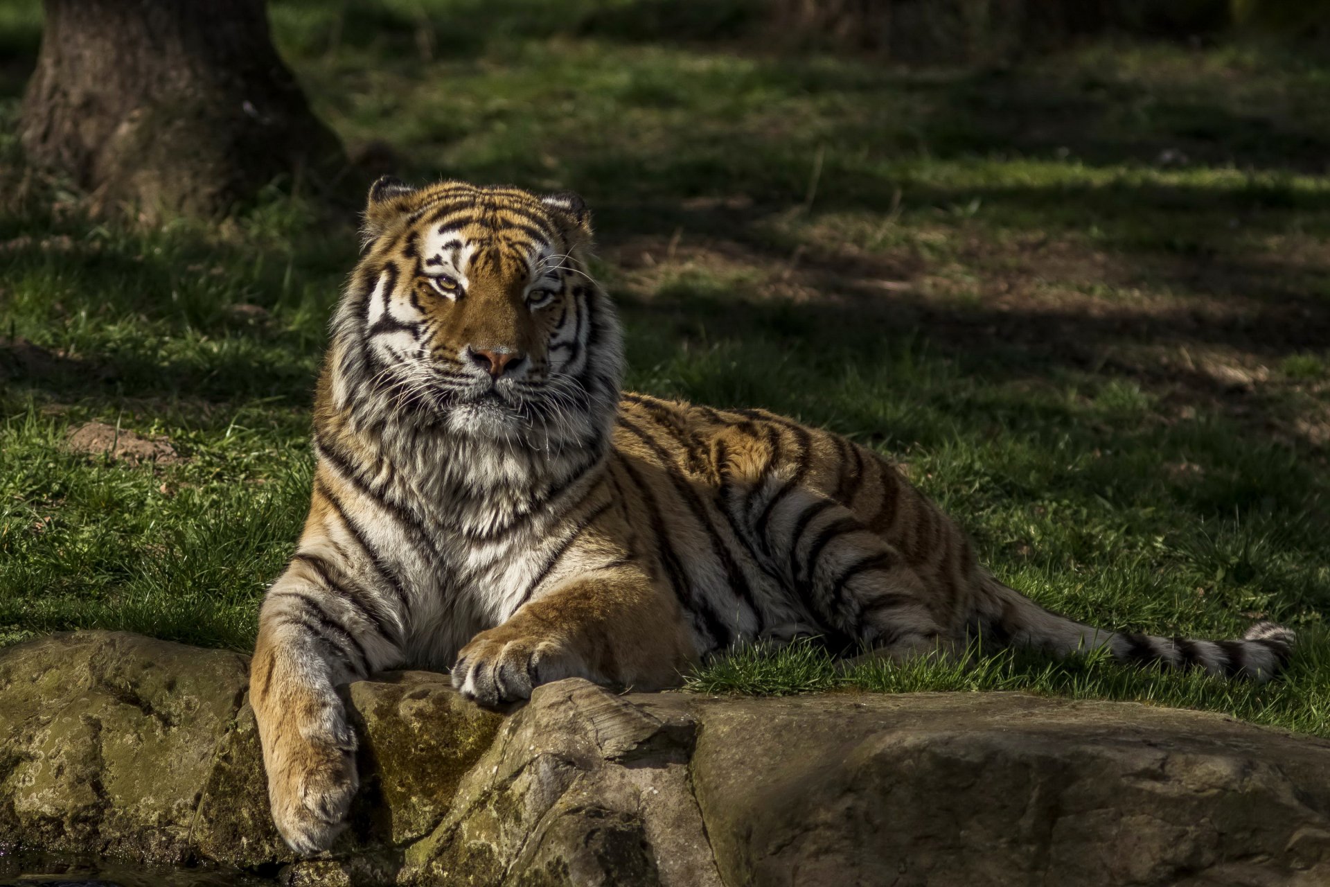 Download Stare Resting Animal Tiger HD Wallpaper