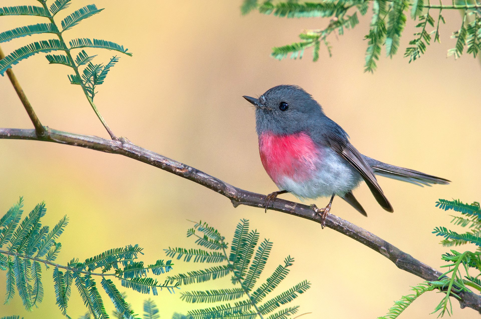Download Rose Robin Branch Animal Robin HD Wallpaper | 2100x1394 ...