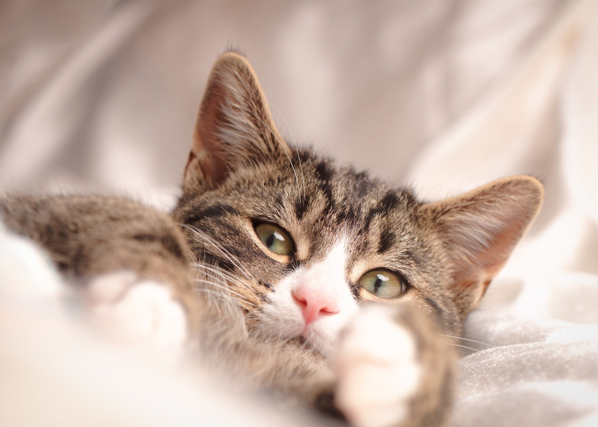 Download Stare Animal Cat HD Wallpaper | 2048x1463 | Wallpaper Abyss