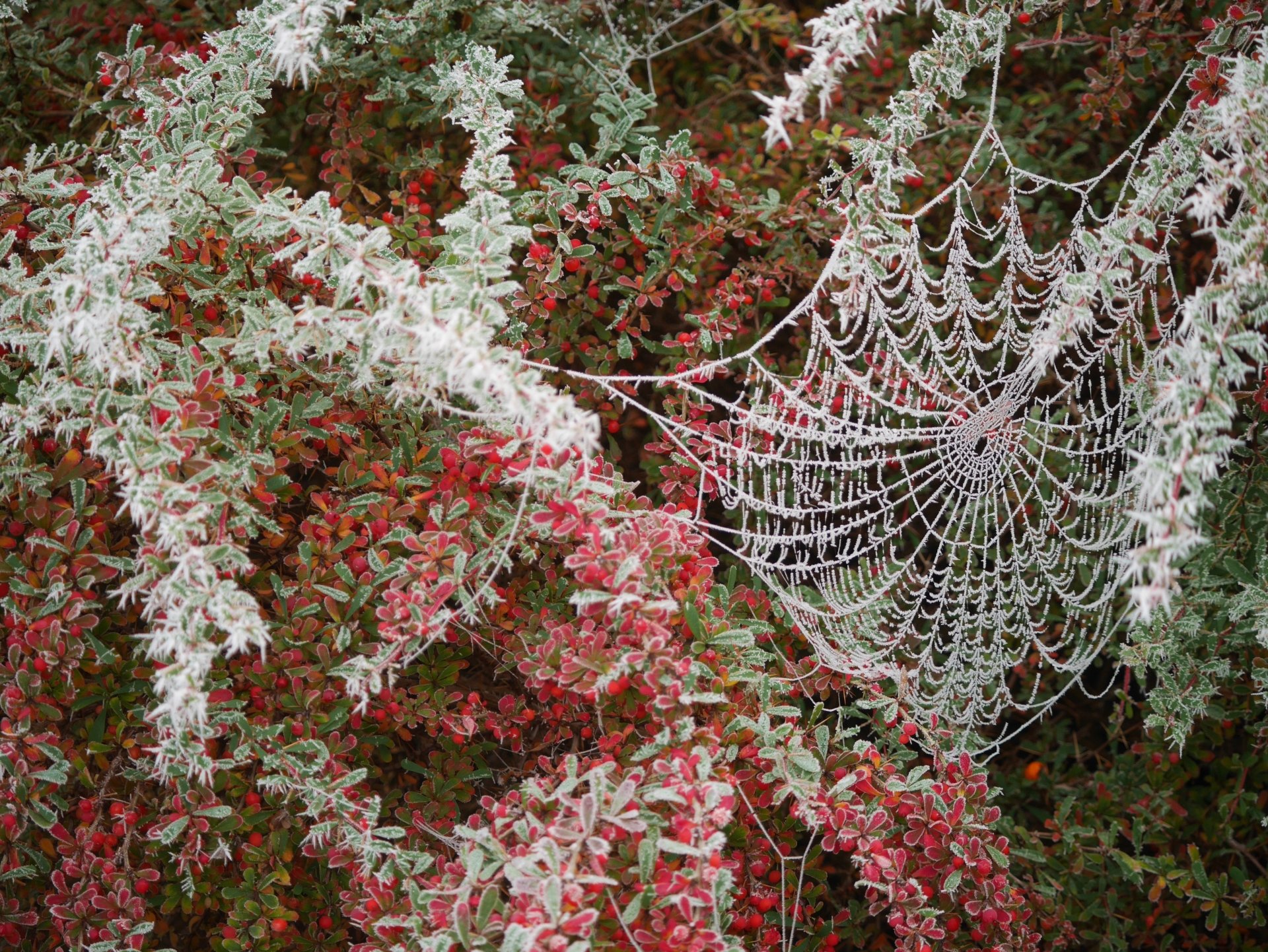 Download Frost Nature Photography Spider Web 4k Ultra HD Wallpaper