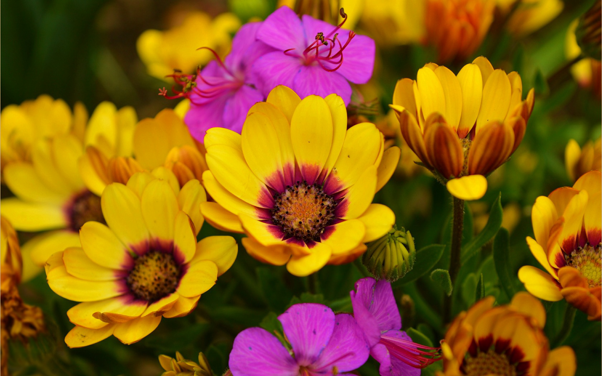 Download Purple Flower Yellow Flower Colors Spring Nature Flower HD ...