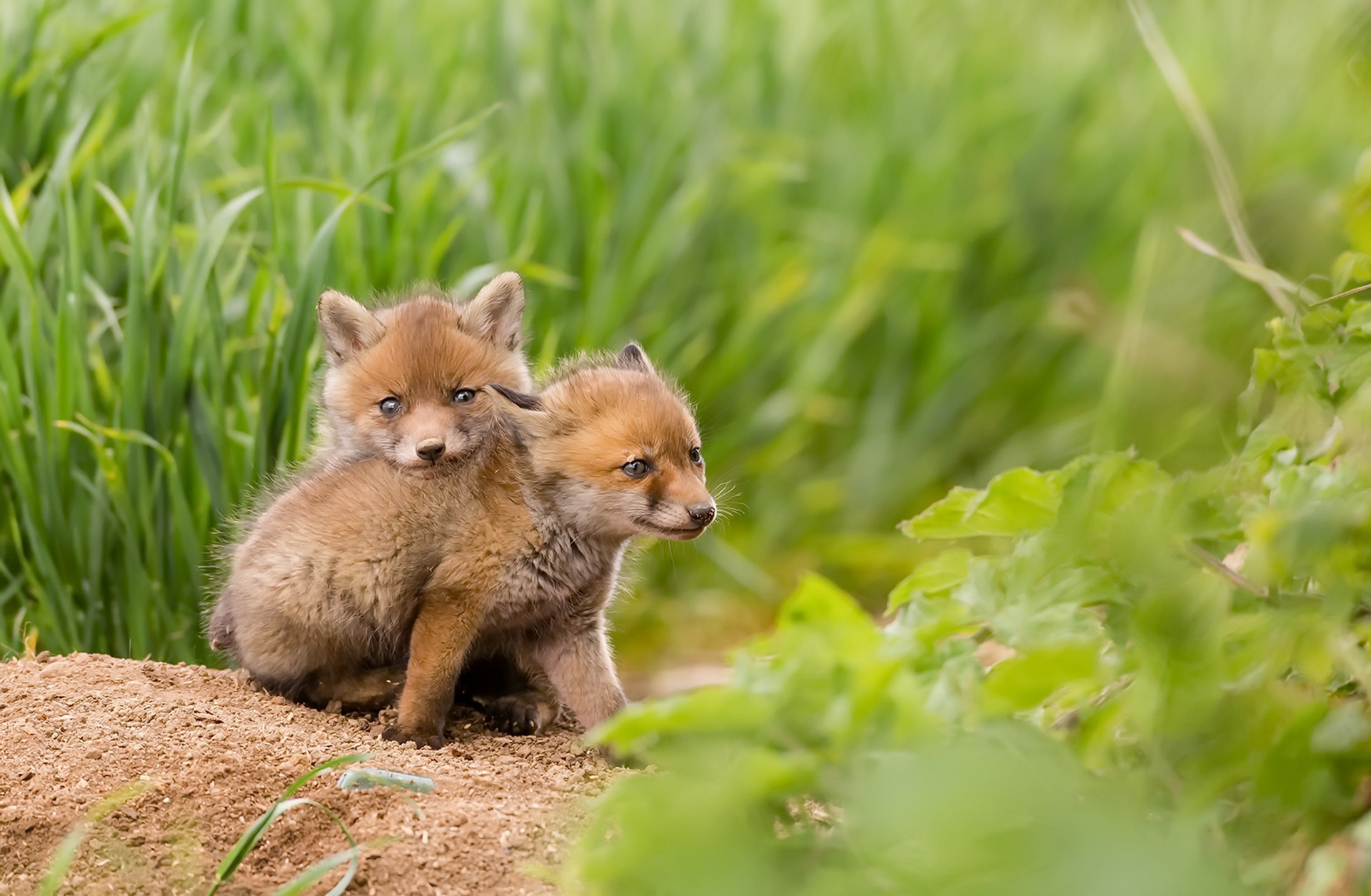 Adorable Fox Cubs in HD Nature Wallpaper