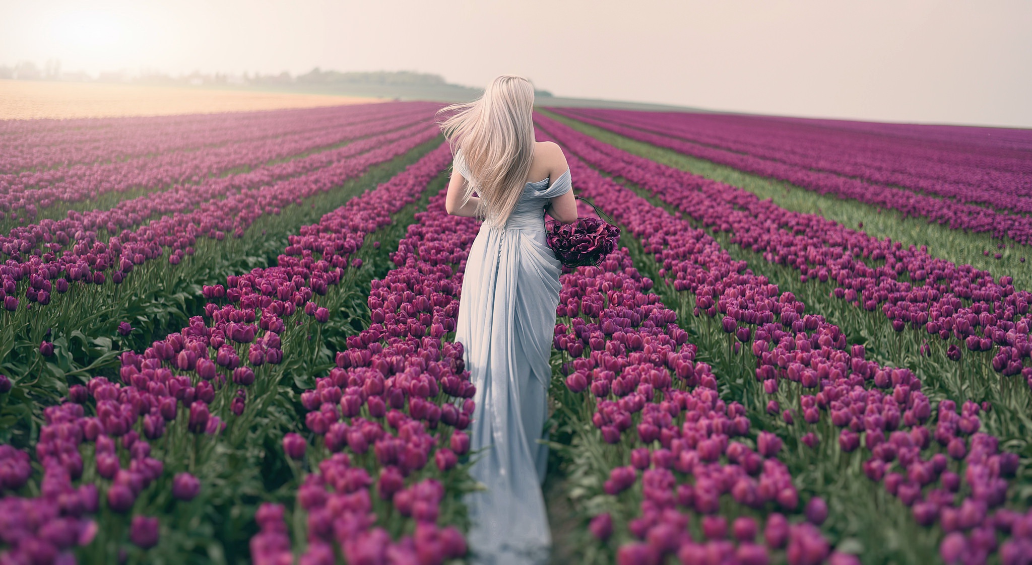Download Summer Field Purple Flower Flower Tulip Blonde White Dress ...