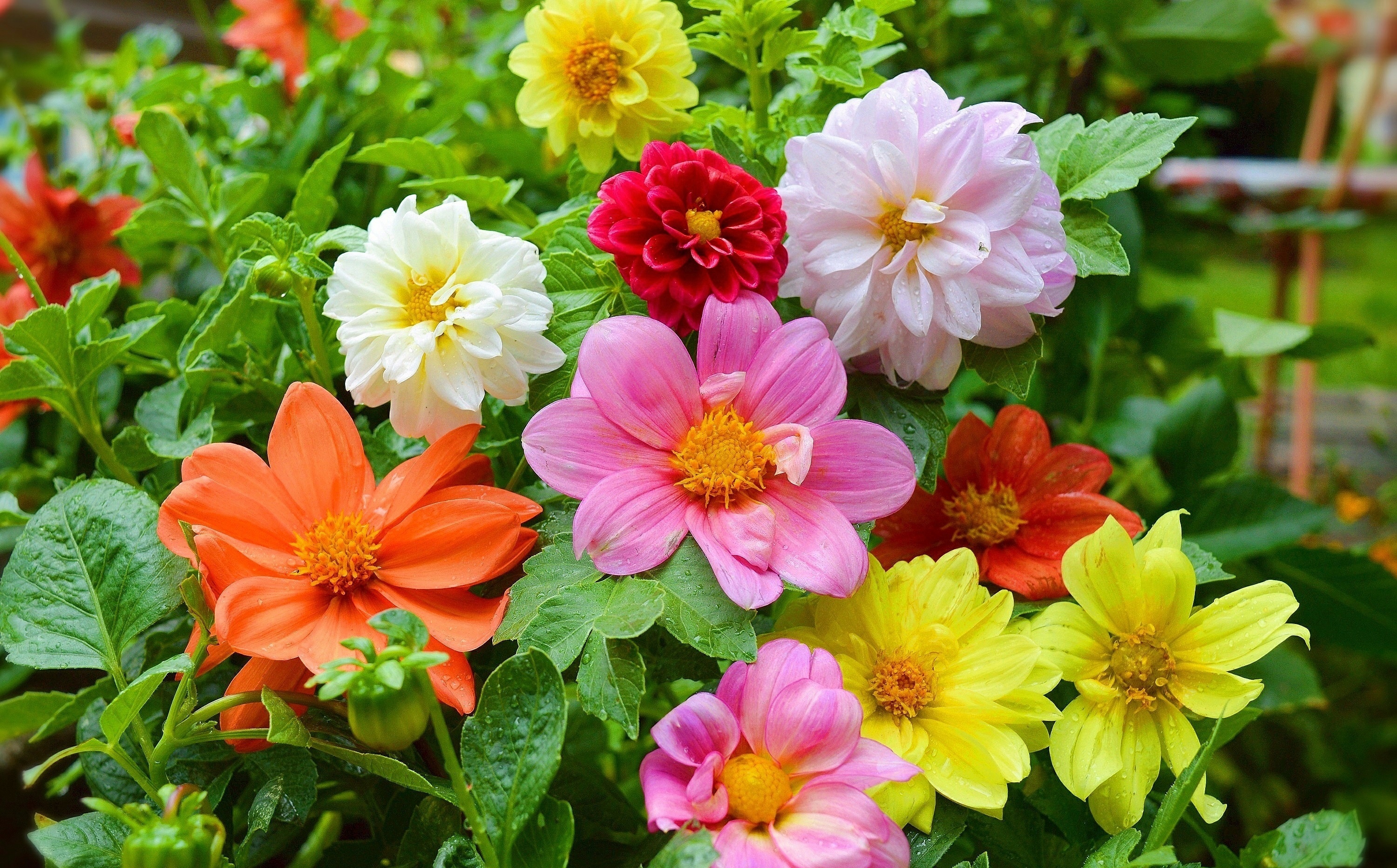 Download Colorful Colors Spring Nature Flower HD Wallpaper