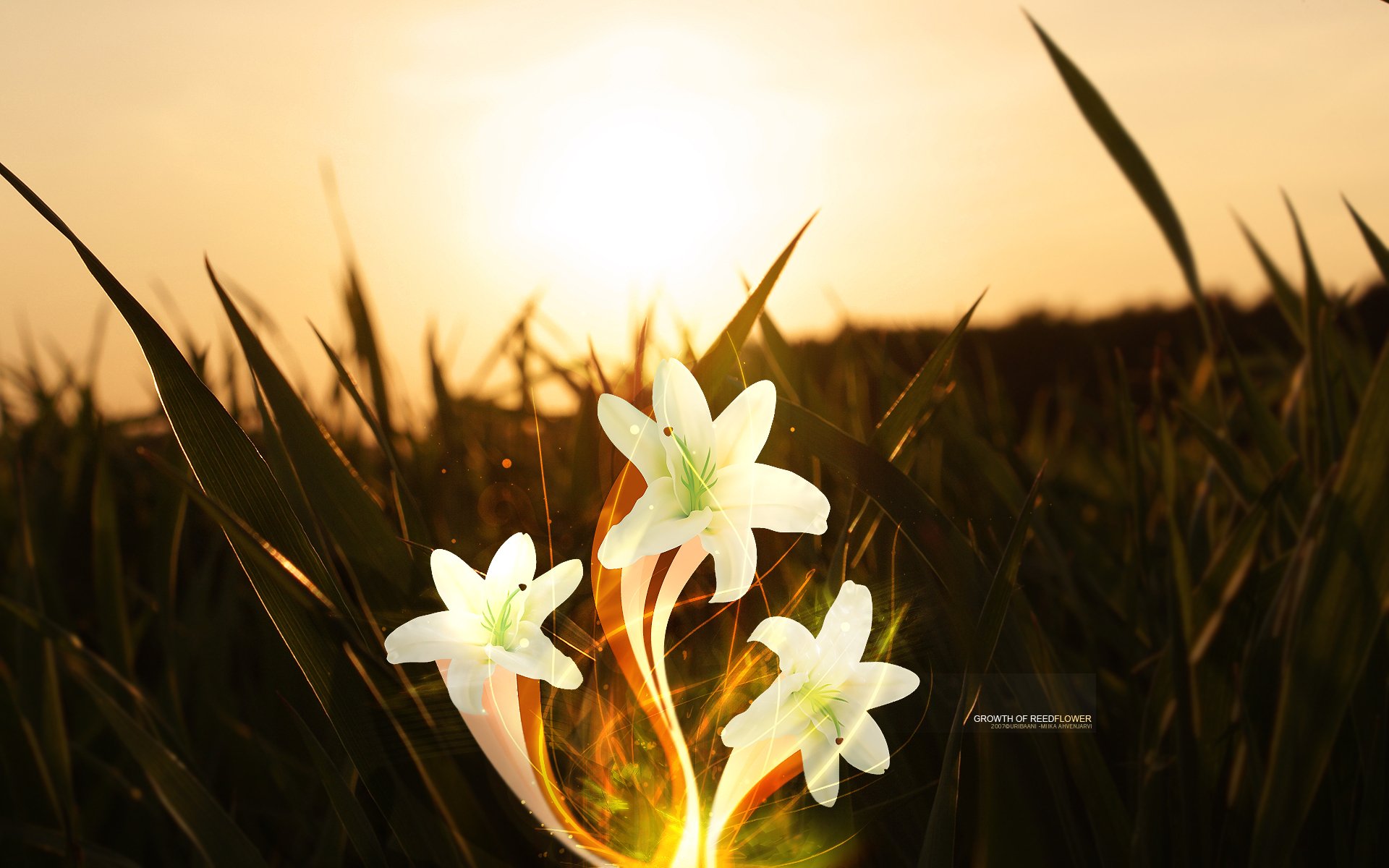 Nature Artistic HD Wallpaper by Miika Ahvenjarvi