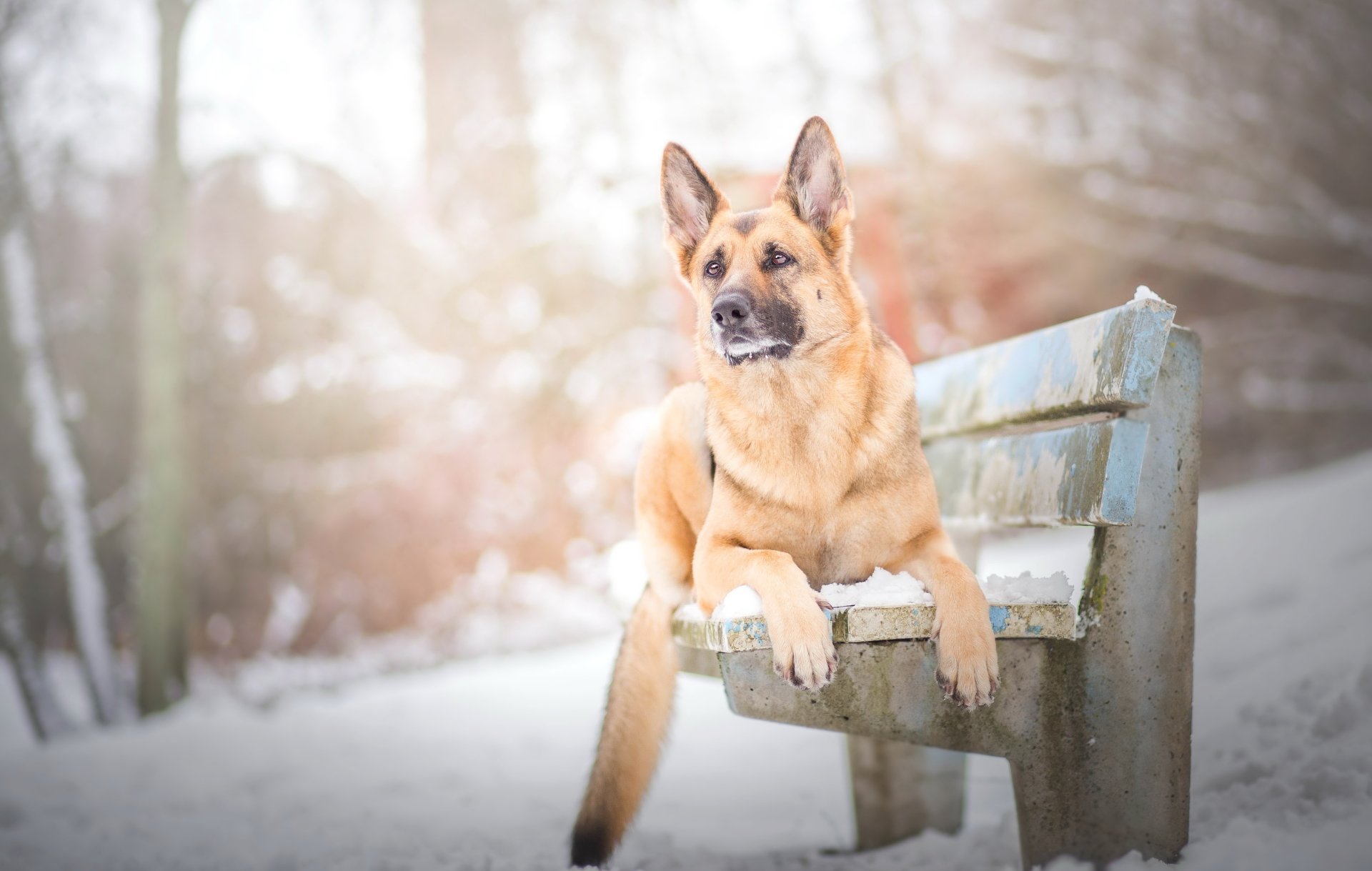 Download Bench Depth Of Field Dog Animal German Shepherd 4k Ultra HD ...