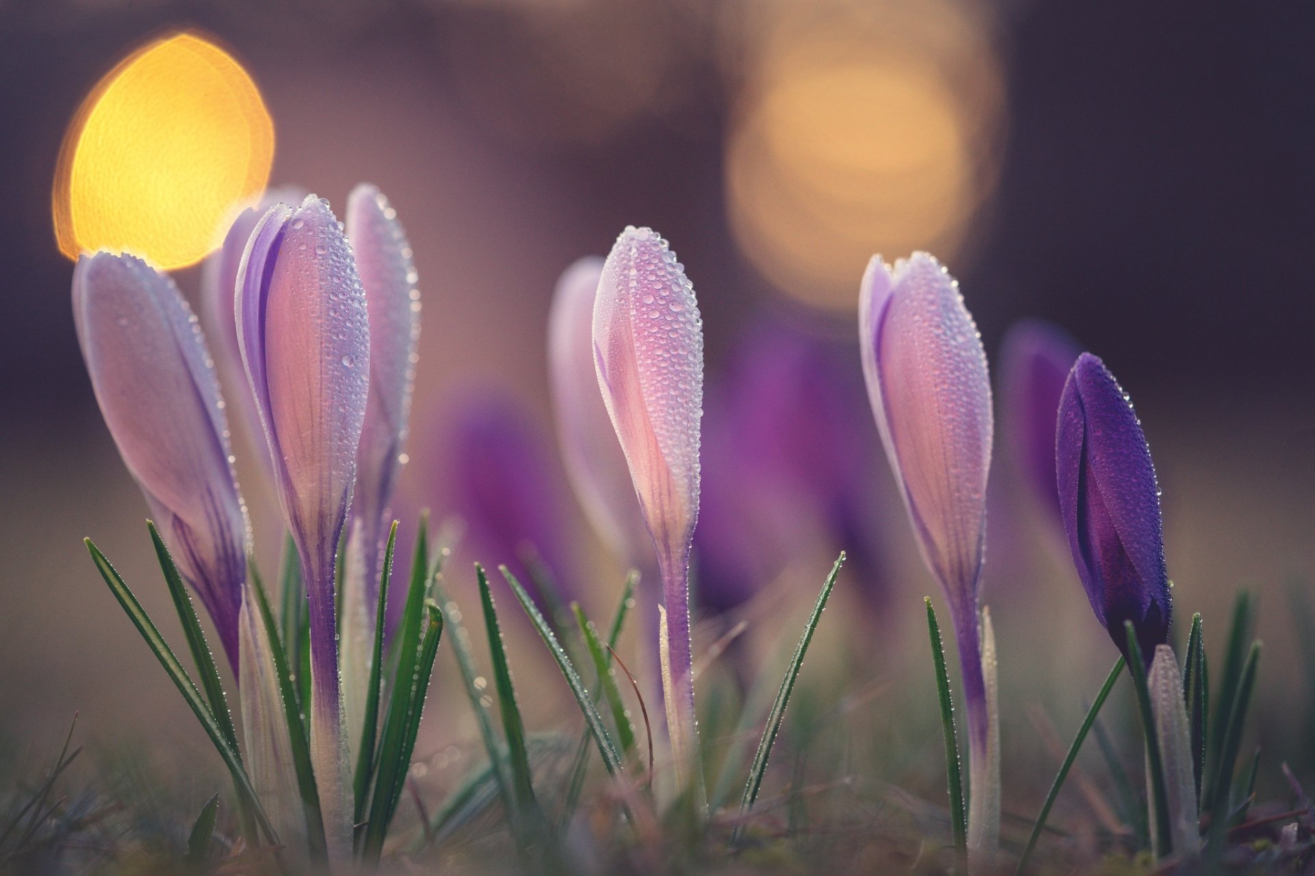 Download Water Drop Purple Flower Flower Macro Nature Crocus HD Wallpaper