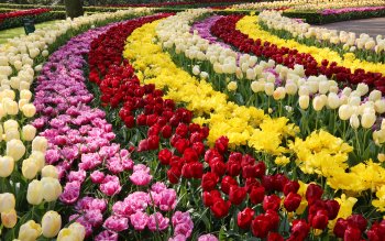 Download Park Summer Colorful Colors Tulip Flower Earth Nature PFP