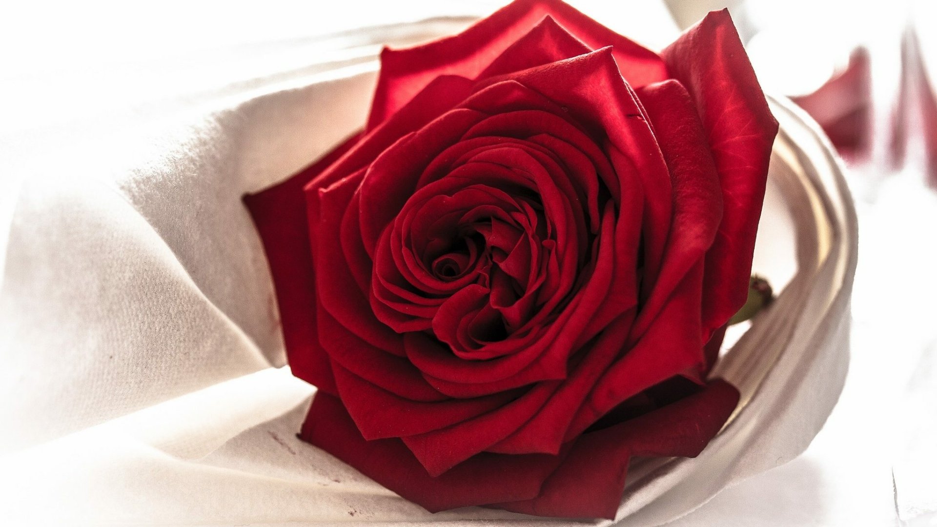 Download Red Flower Close-up Red Rose Flower Nature Rose HD Wallpaper