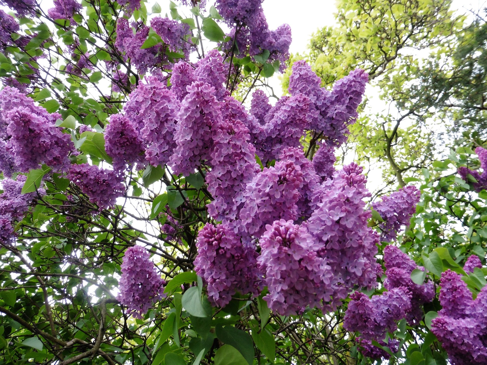 Lilac Bloom: Vibrant Purple Flowers in Lush Green Nature HD Wallpaper ...