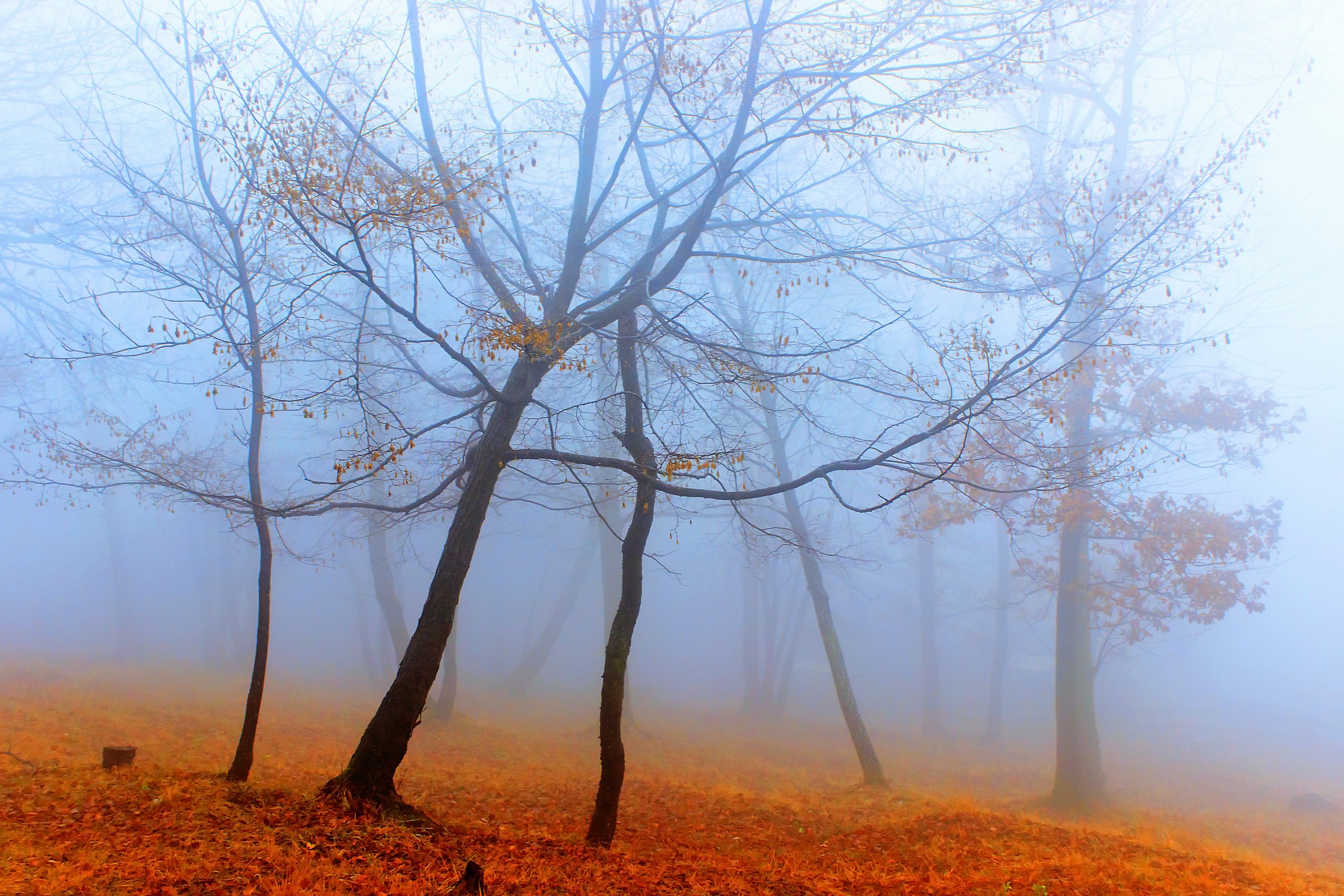 Download Fall Tree Nature Fog HD Wallpaper