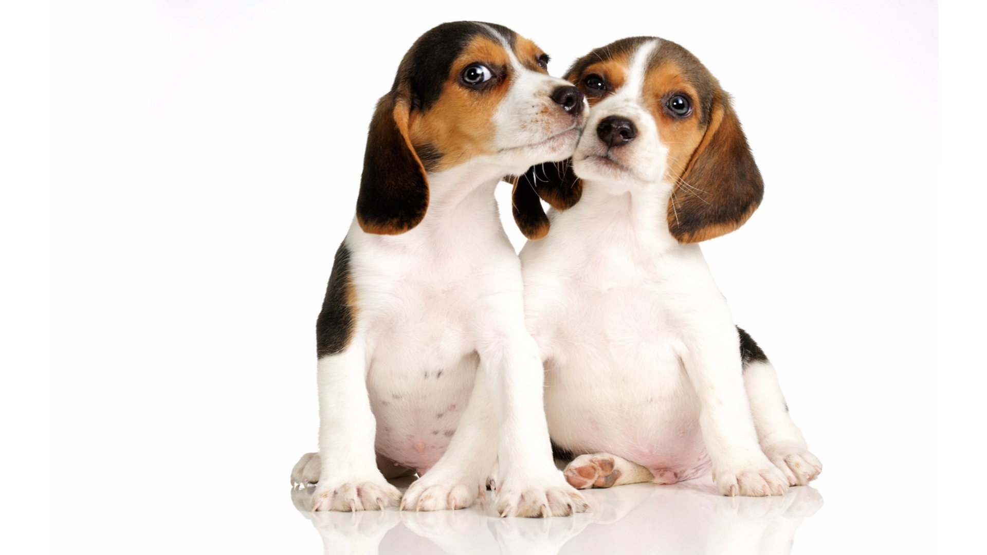 4K Ultra HD Beagle Puppies: Adorable Baby Dogs in High Definition