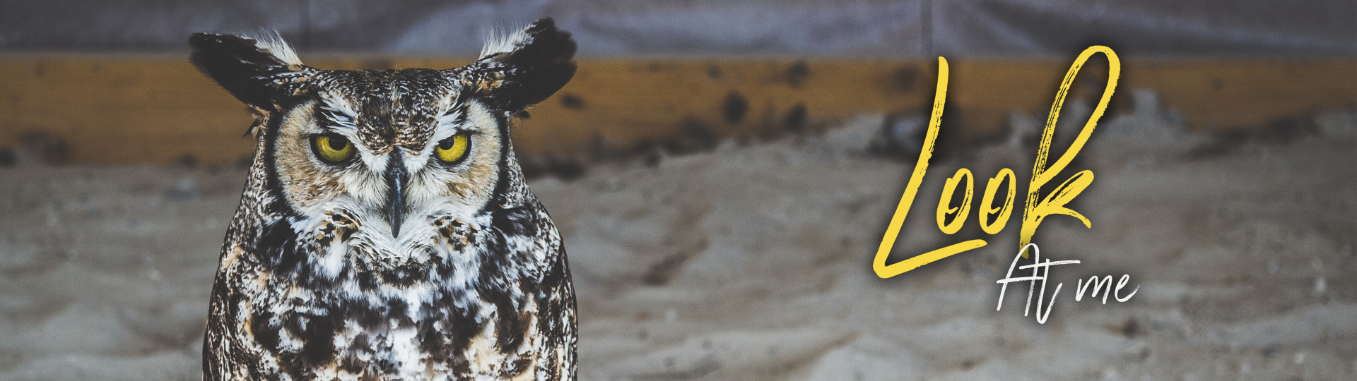 Owl look by ThomasGoubard | 5120x1440 | Wallpaper Abyss