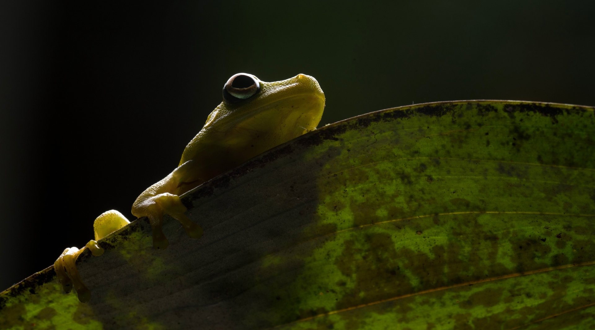 Download Leaf Amphibian Animal Frog 4k Ultra HD Wallpaper