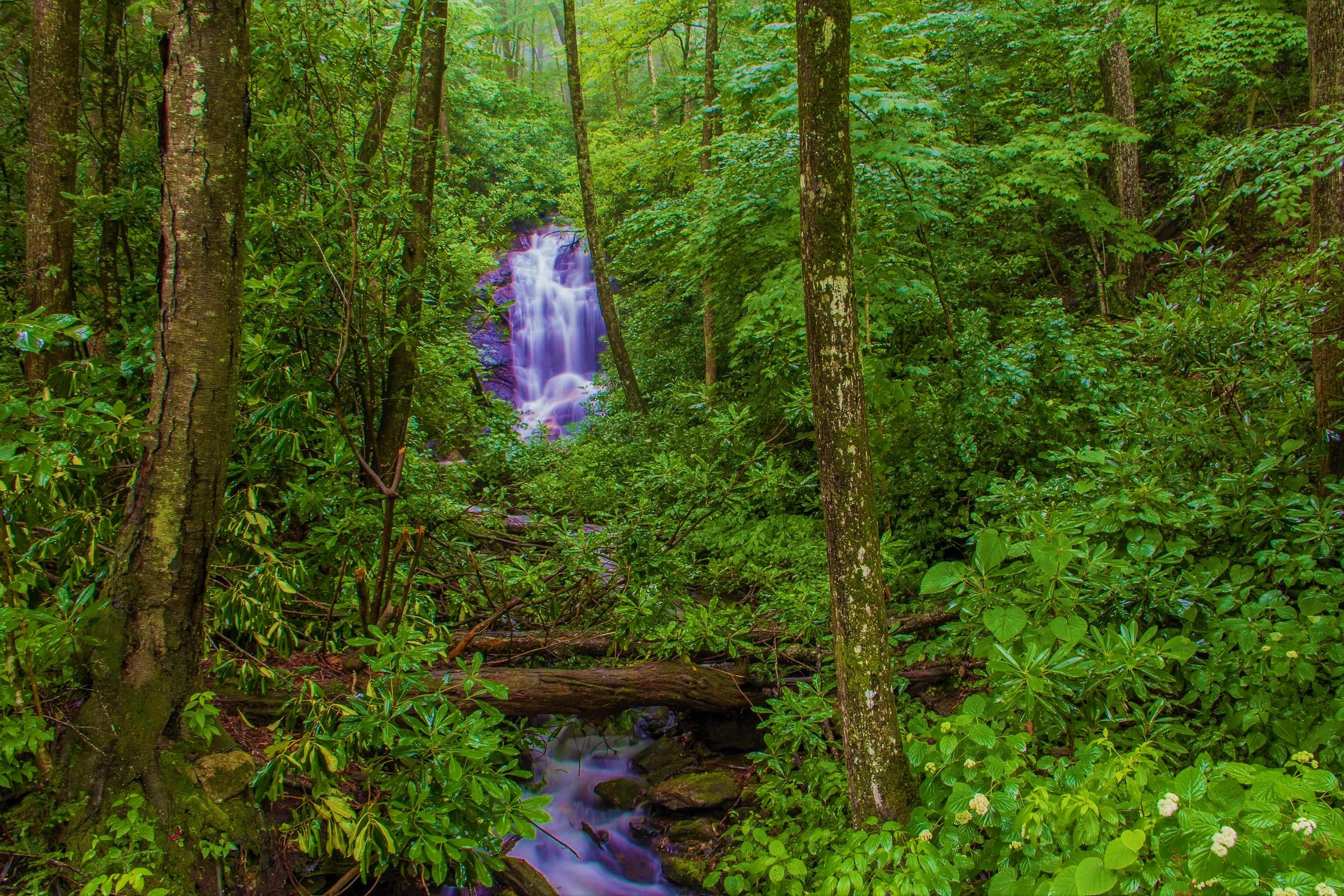 Download Green Log Forest Stream Nature Waterfall HD Wallpaper