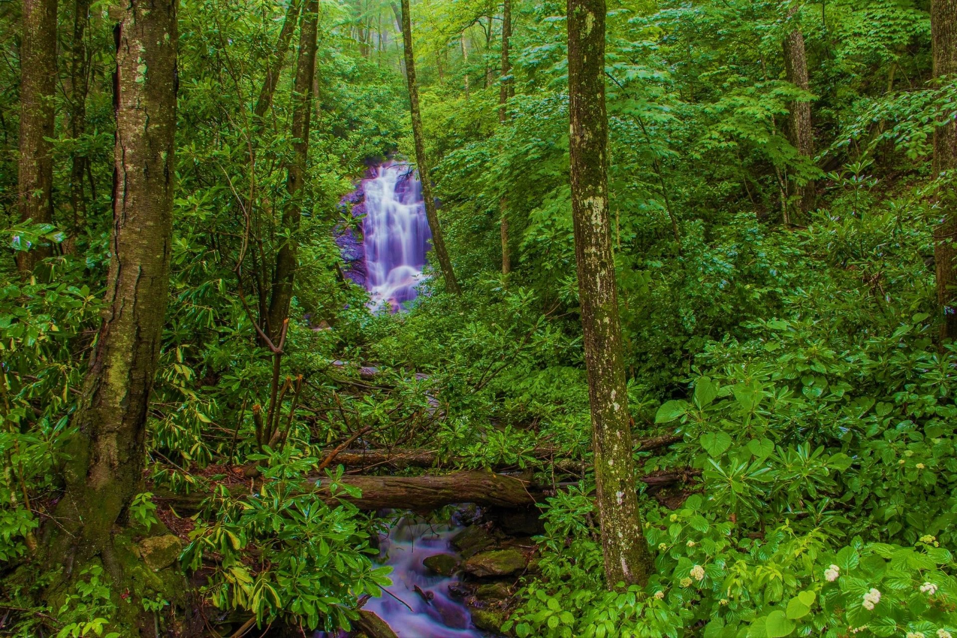 Download Green Log Forest Stream Nature Waterfall HD Wallpaper