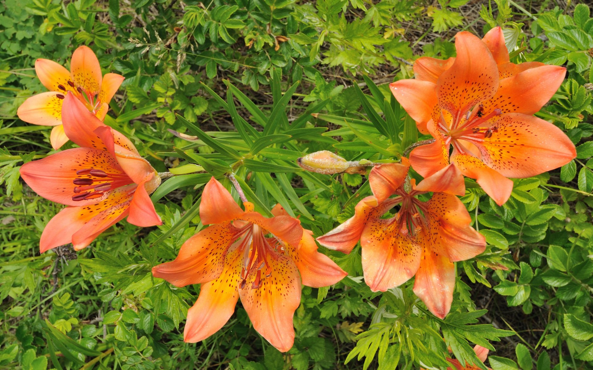 Vibrant Lily Blooms Among Lush Green Grass – HD Nature Wallpaper ...