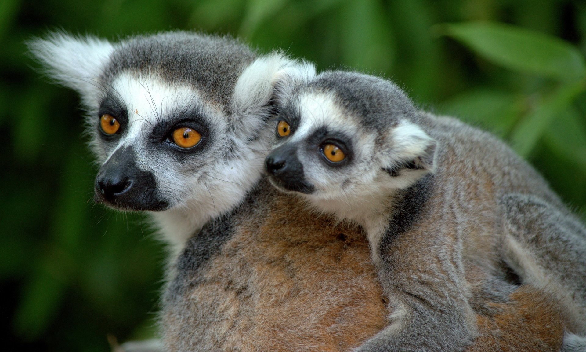 Download Primate Monkey Baby Animal Animal Lemur 4k Ultra HD Wallpaper ...
