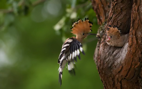 Download Animal Hoopoe HD Wallpaper