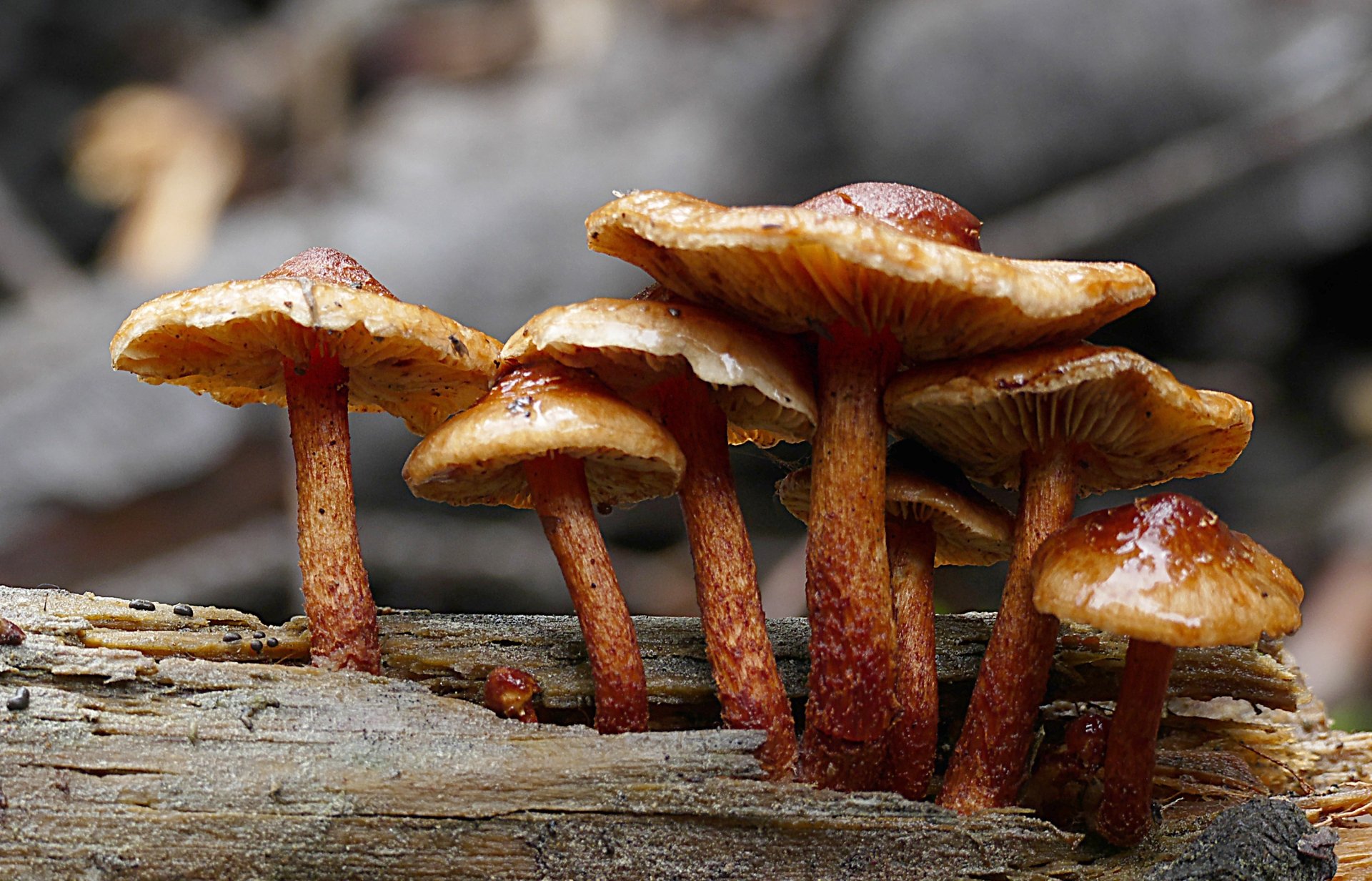 Download Macro Fall Nature Mushroom HD Wallpaper | 3038x1949 ...