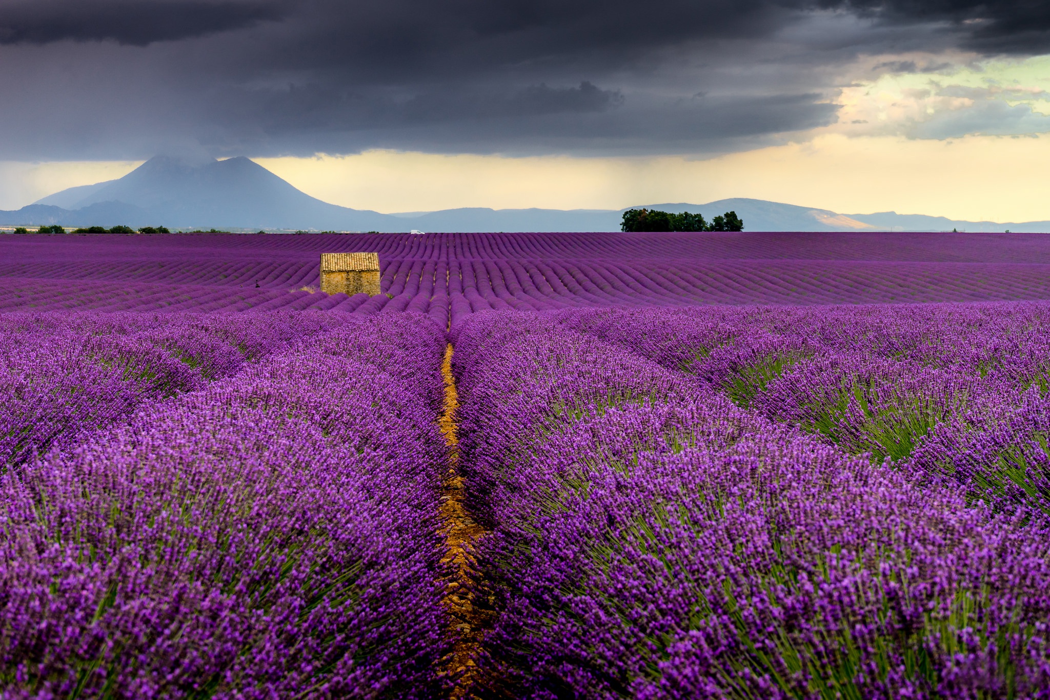 Download Summer Purple Flower Cloud Landscape Field Flower Nature ...