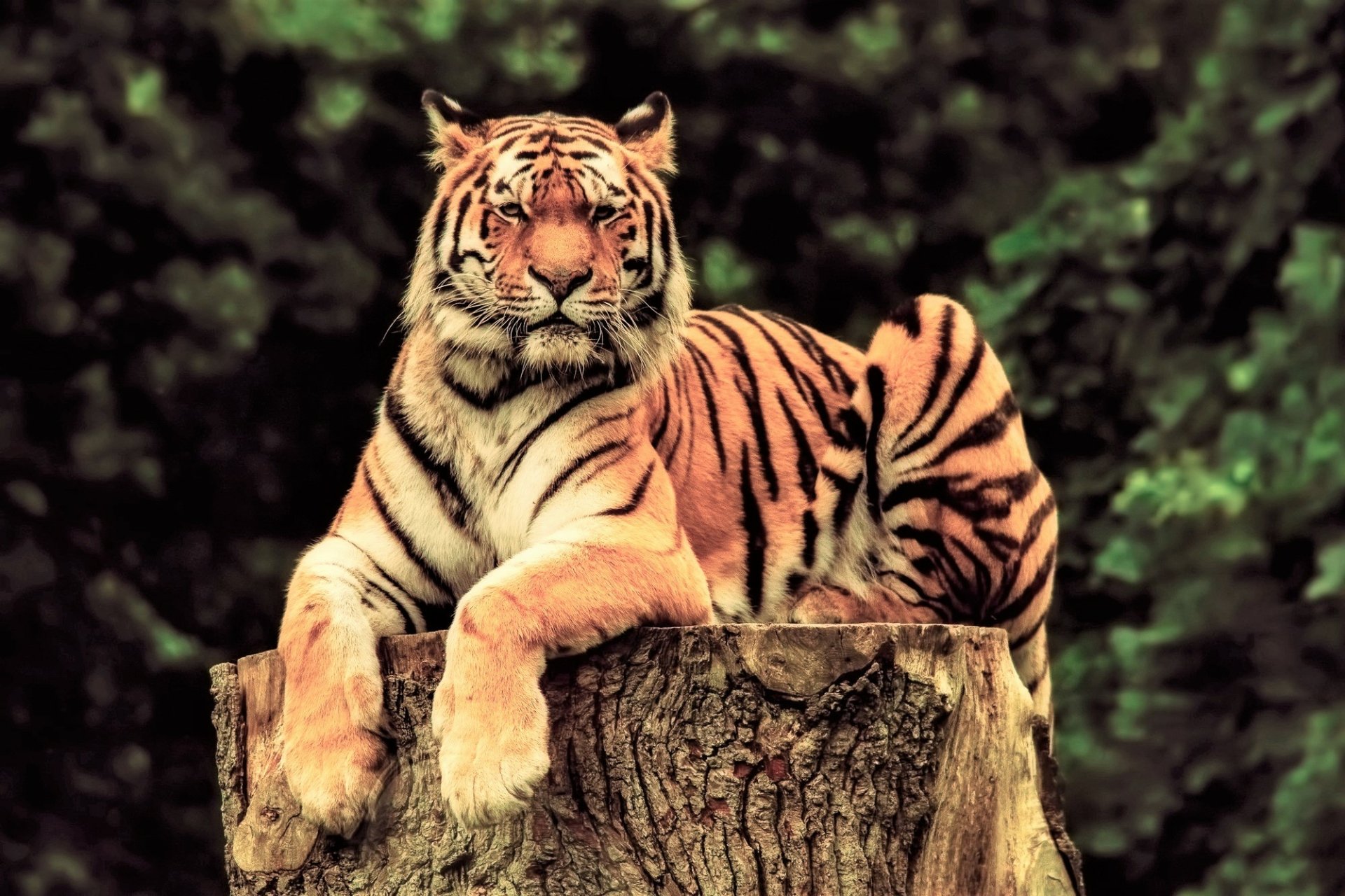 Download Stump Animal Tiger HD Wallpaper
