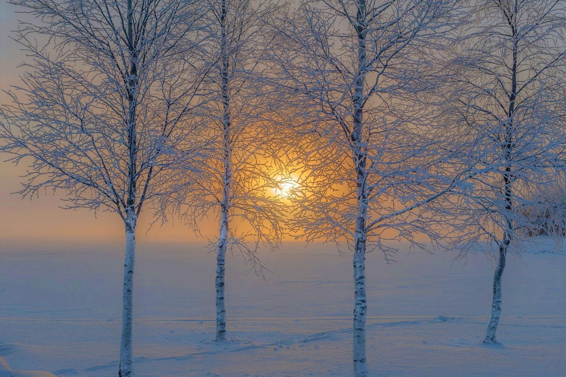 Winter Sunset Glow: Snowy Trees in Nature’s Calm | 2048x1363 ...