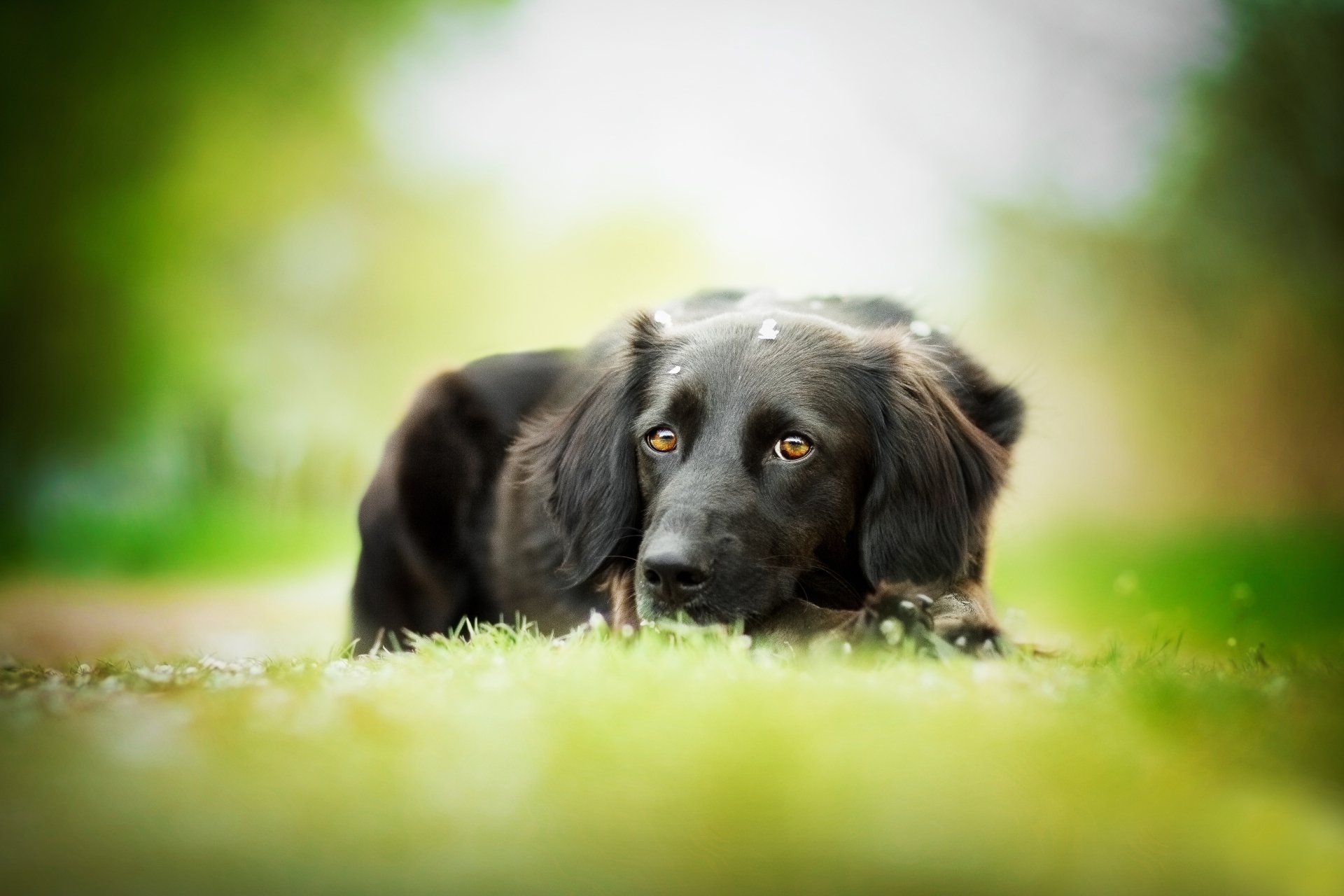 4K Ultra HD Adorable Dog Bliss – Cute Animal Charm by Kedves Tamara