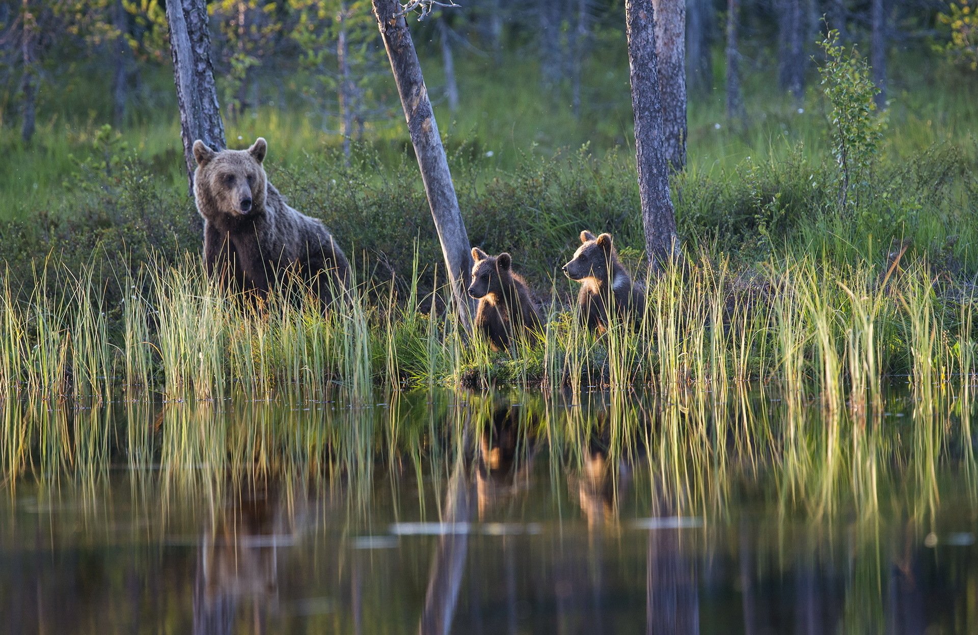 Lakeside Reflections: Mother Bear and Cubs — HD Wallpaper | 1920x1247 ...