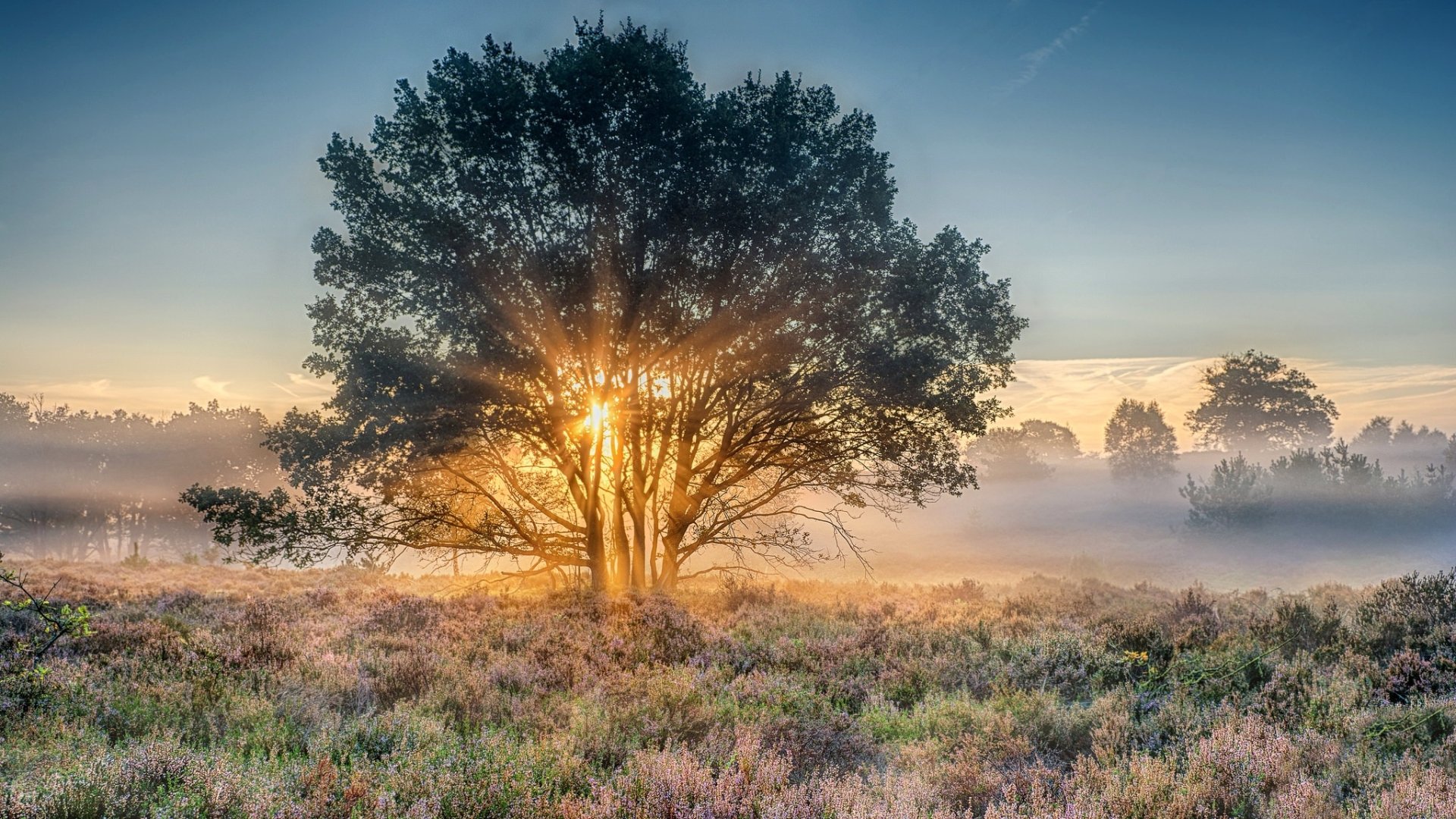 Download Sunrise Fog Tree Nature Sunbeam HD Wallpaper