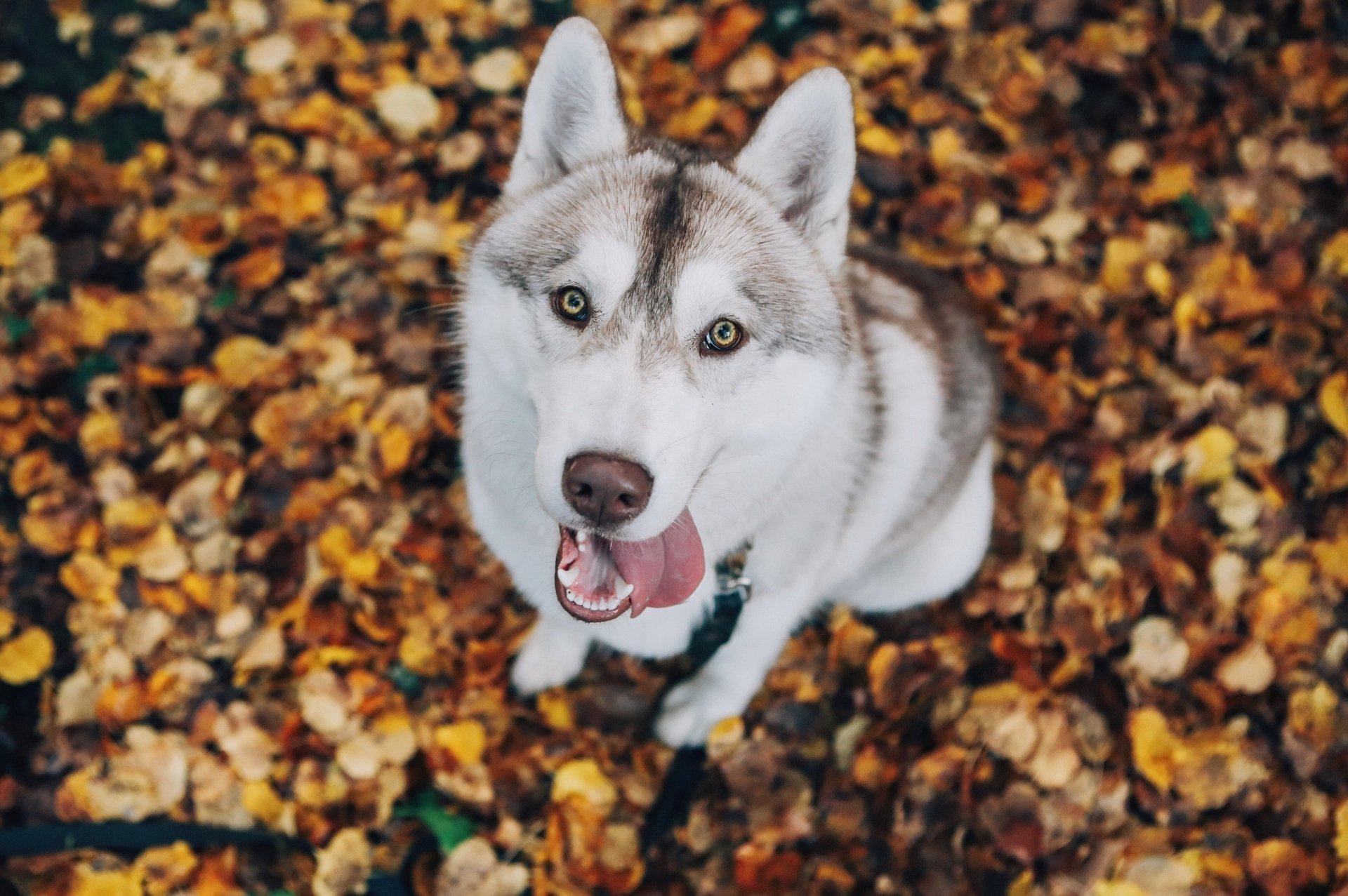 Download Muzzle Fall Stare Dog Animal Husky HD Wallpaper