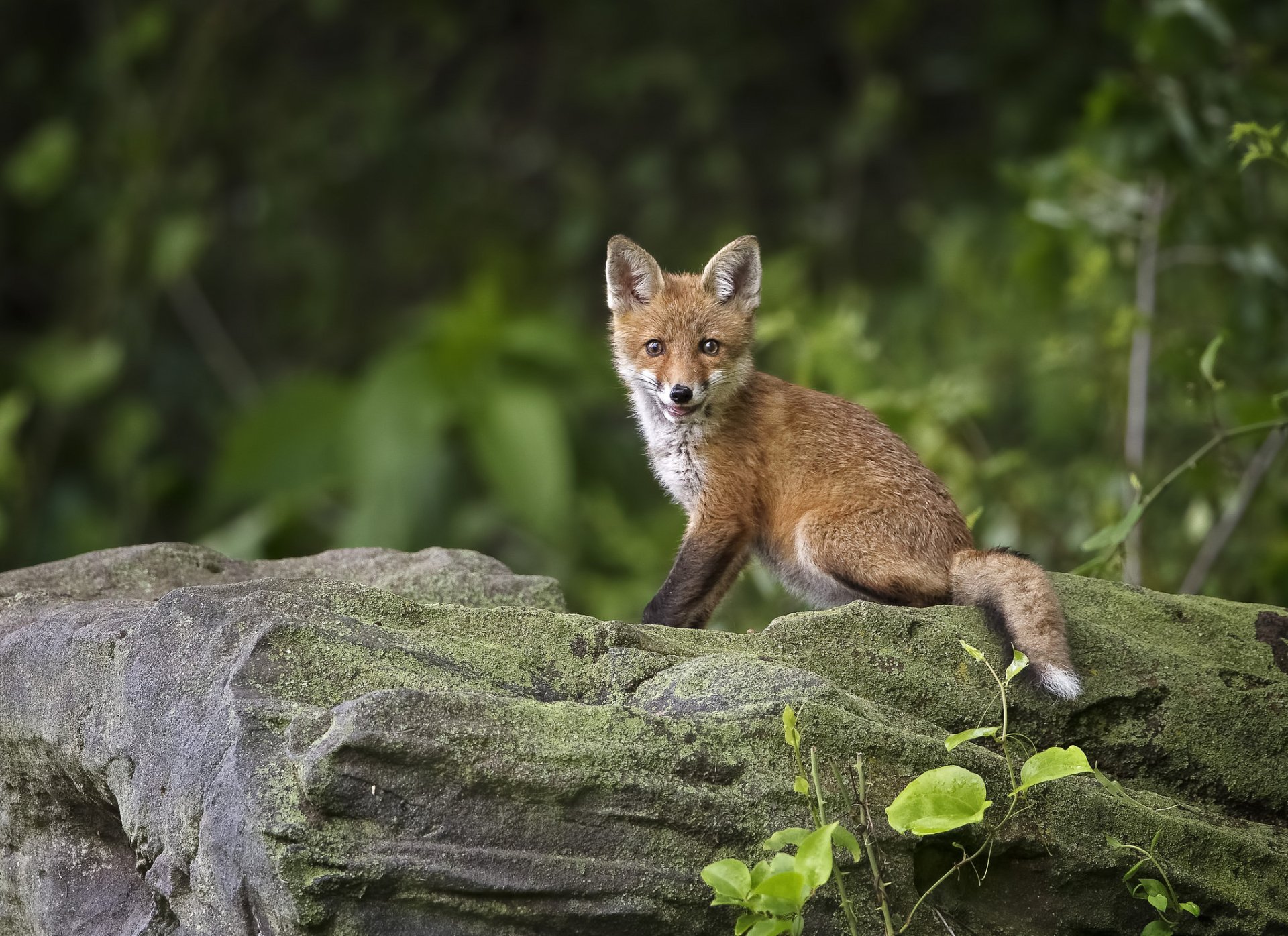 Little Fox Hd Nature