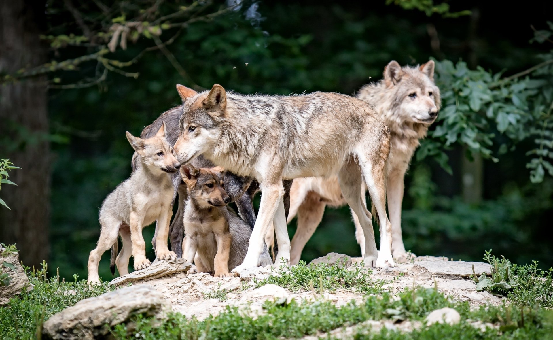 Wolf Family: Majestic Cubs in the Wild – HD Animal Wallpaper
