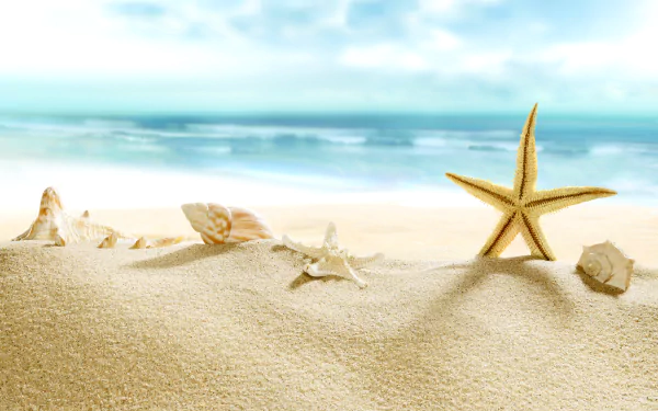 Download Starfish Shell Artistic Summer 4k Ultra HD Wallpaper