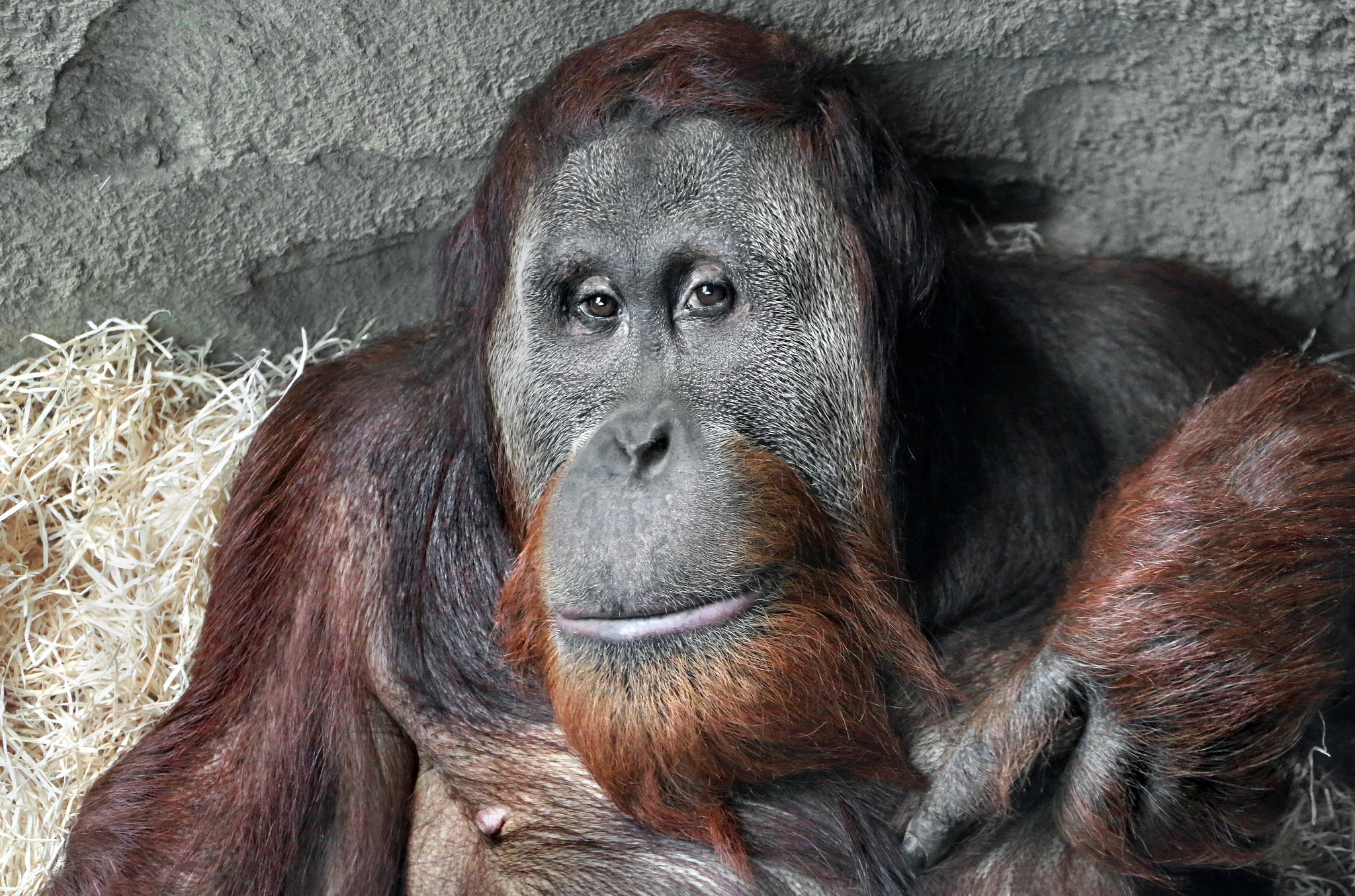 Orangutan Full Hd Wallpapers
