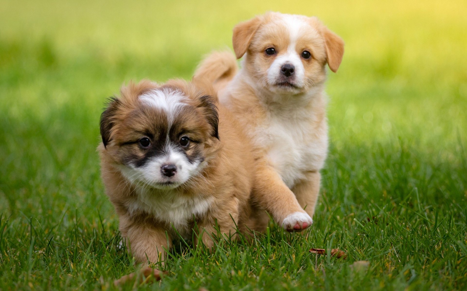 Adorable Puppy Duo: HD Baby Dog Wallpaper Delight | 2560x1600 ...