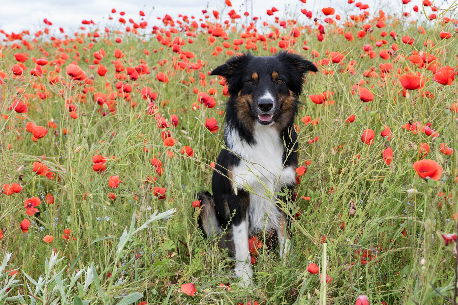 Download Red Flower Flower Poppy Summer Dog Animal Border Collie 4k ...
