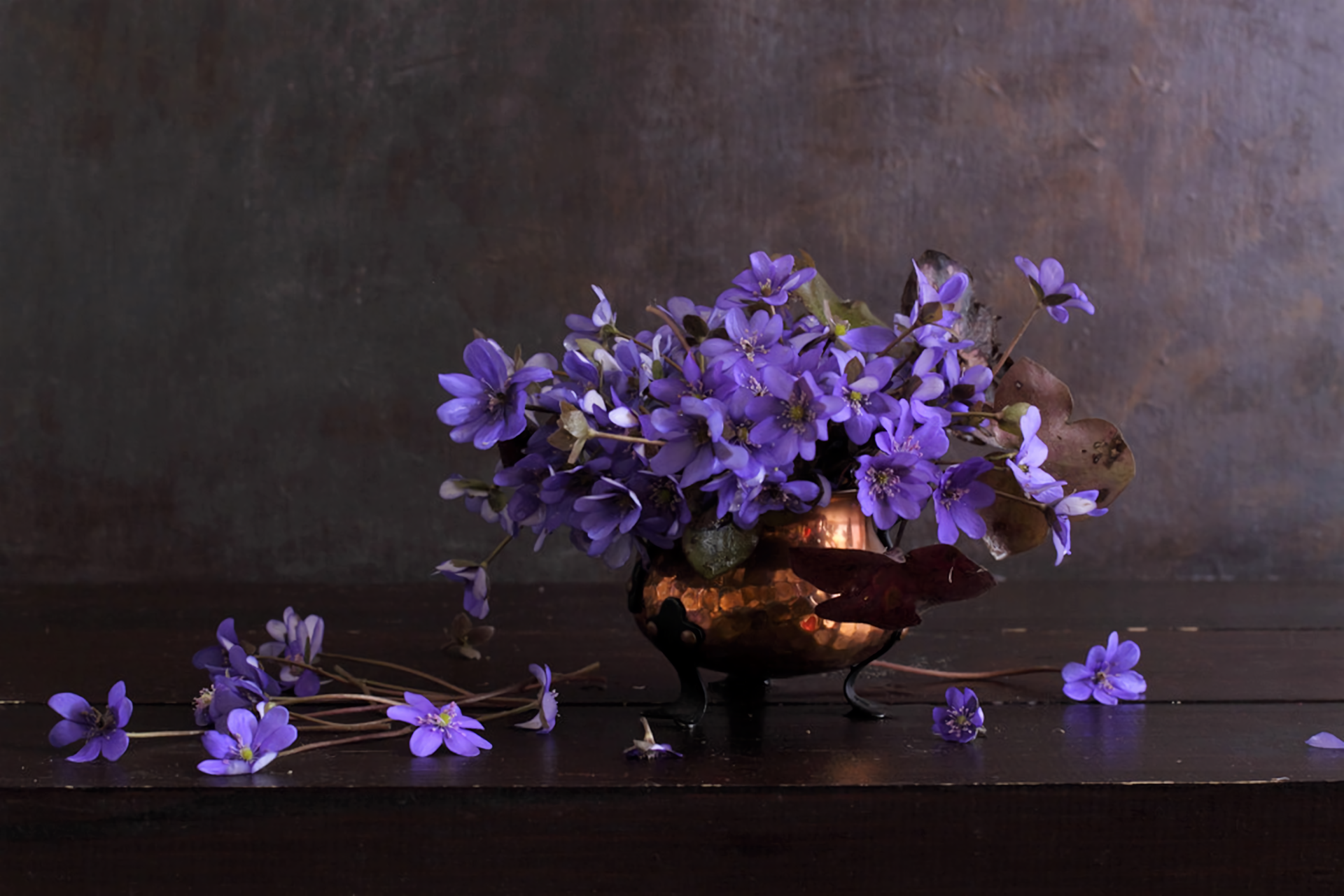 Download Purple Flower Flower Photography Still Life HD Wallpaper