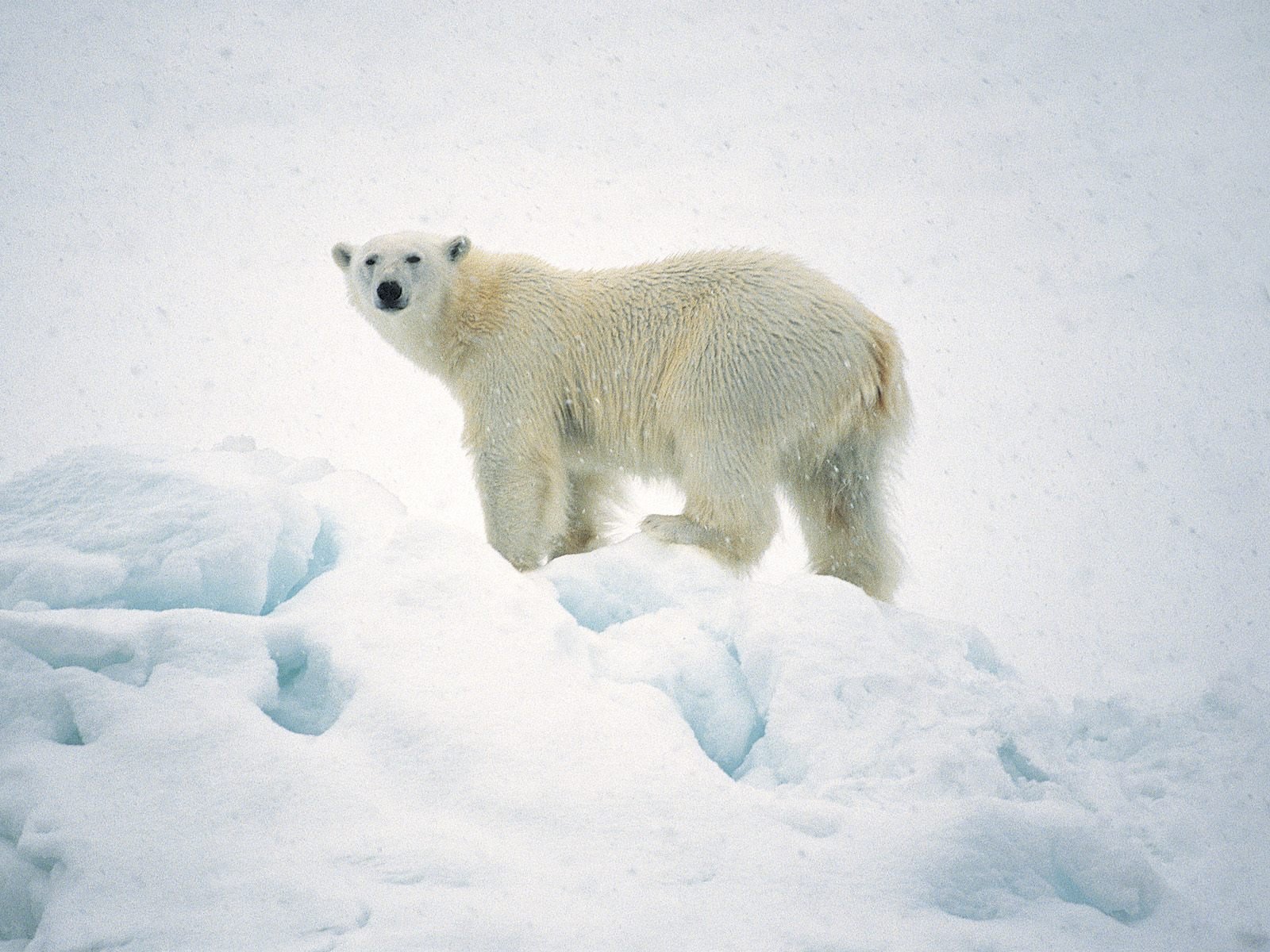Arctic Majesty — Polar Bear HD Wallpaper