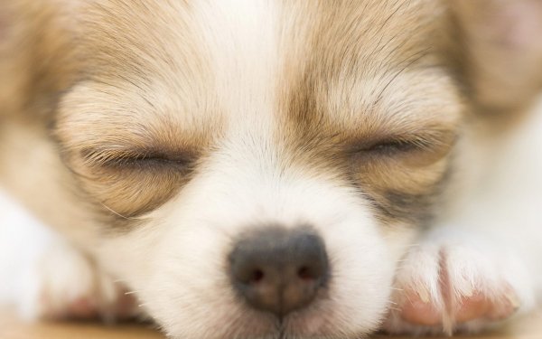 Cyan Dog on Yellow and Pink HD Wallpaper | Background Image | 3219x2146