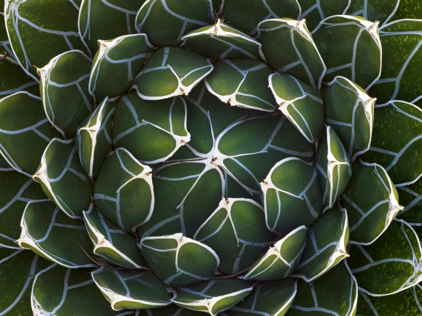 HD Close-Up: Intricate Nature’s Pattern Unveiled | 1600x1200 ...