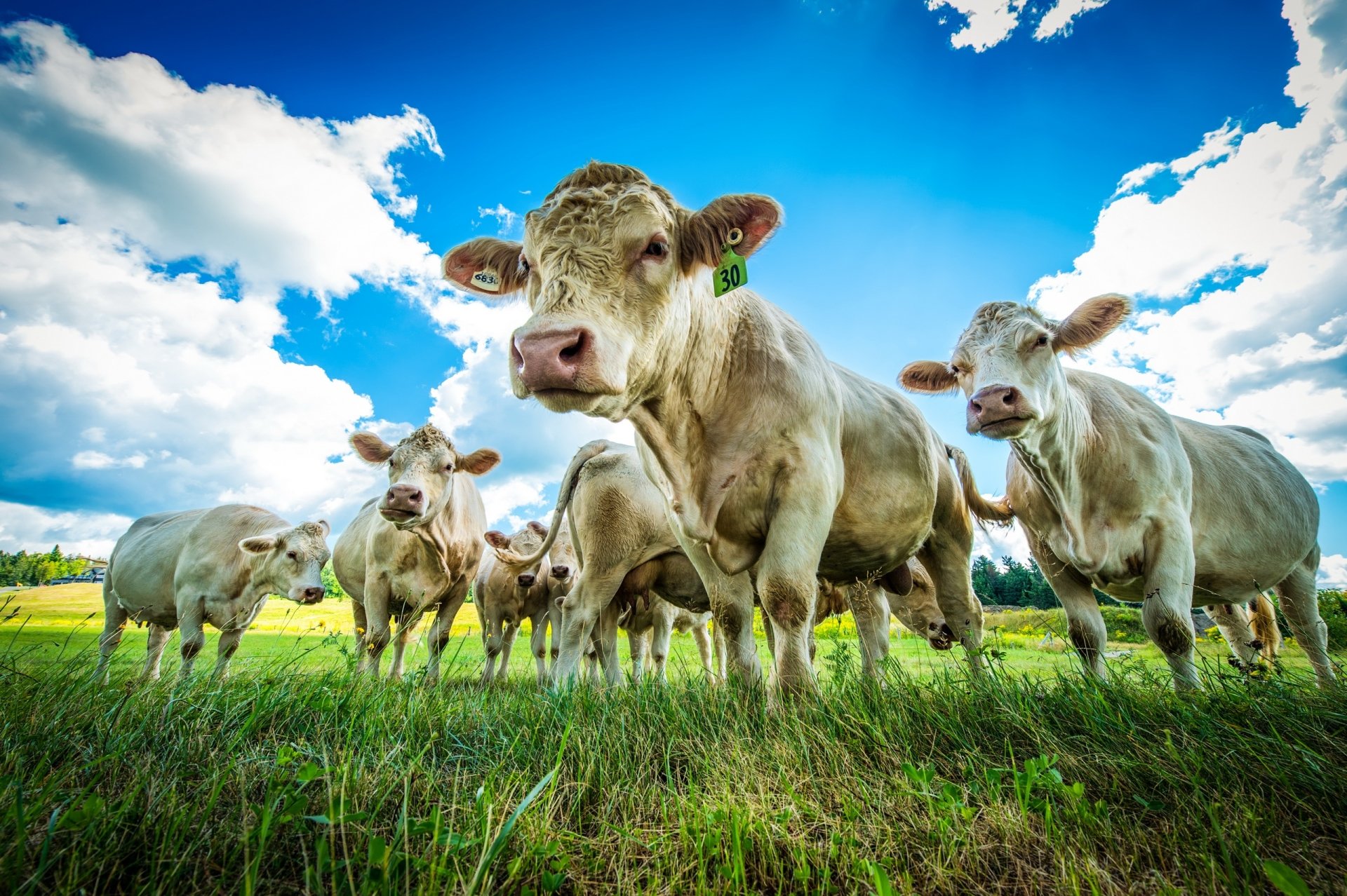Staring Cows Under a Vast Sky: HD Nature Wallpaper with Green Grass