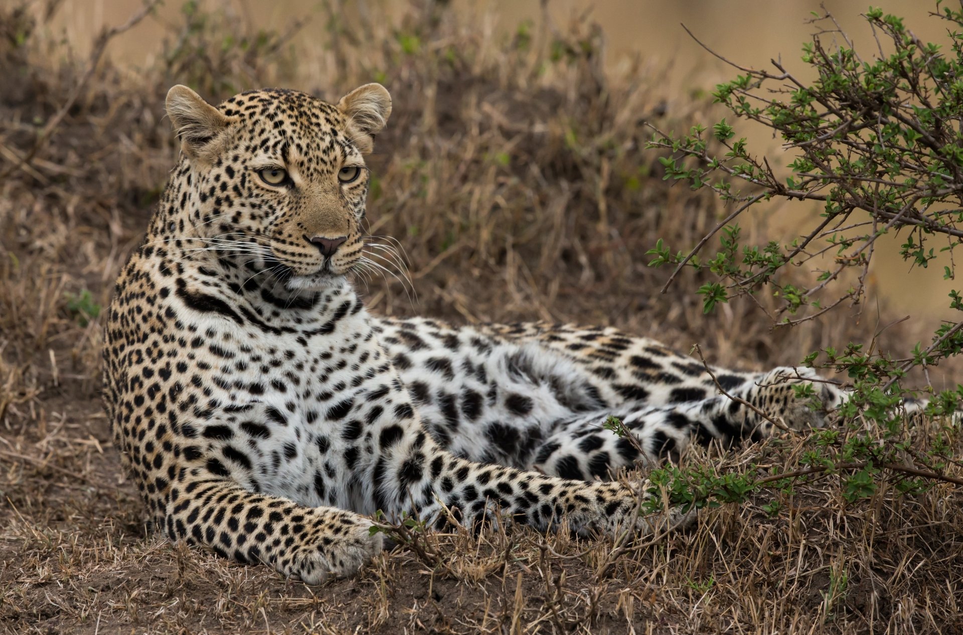 Majestic Leopard in Ultra HD 4K Wildlife Wallpaper | 4683x3089 ...
