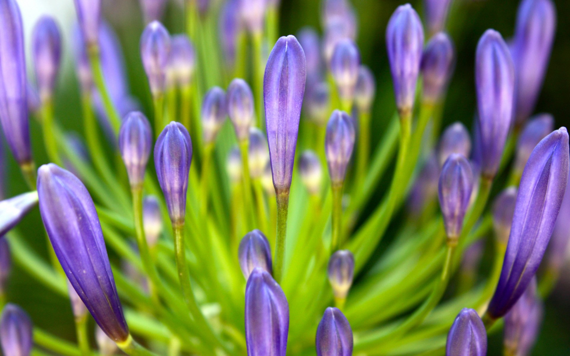 HD Agapanthus Bloom: Stunning Lily of the Nile in Nature’s Splendor ...