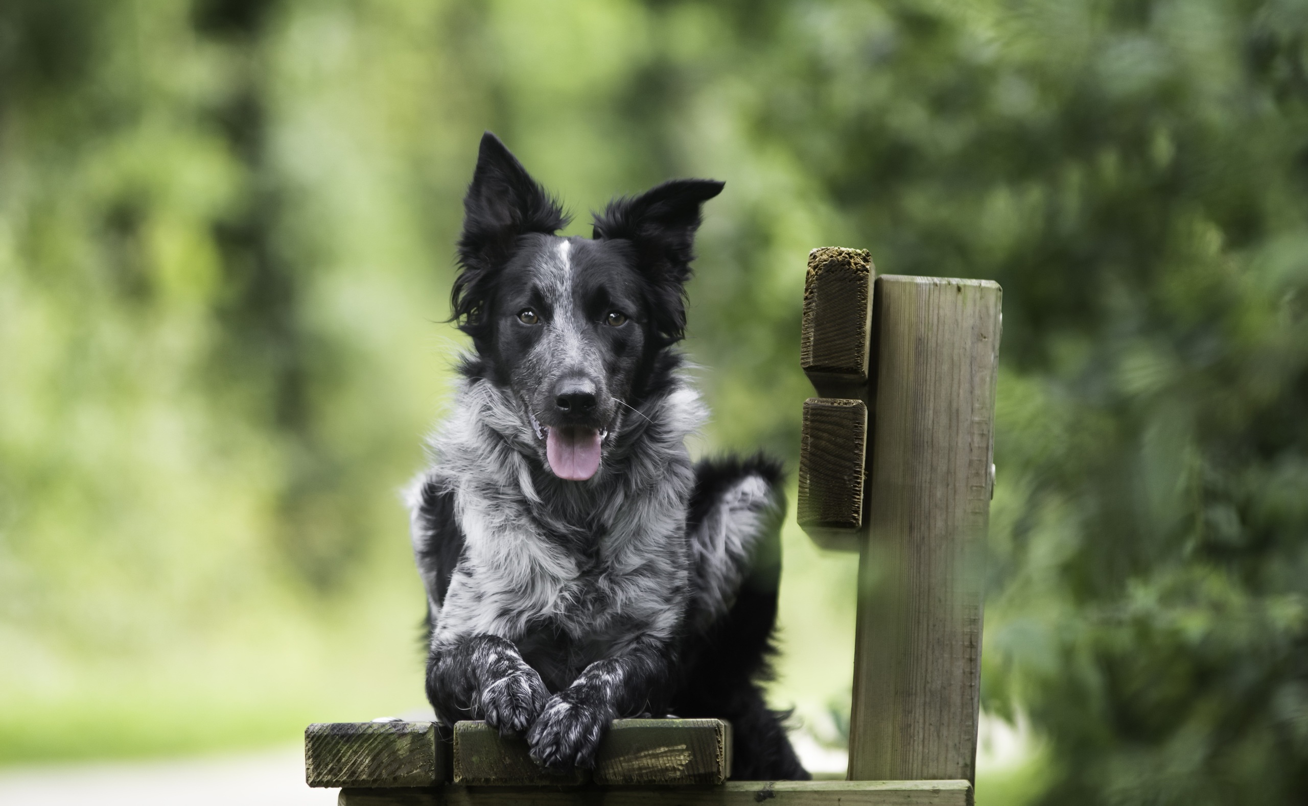 Download Stare Depth Of Field Bench Animal Dog HD Wallpaper