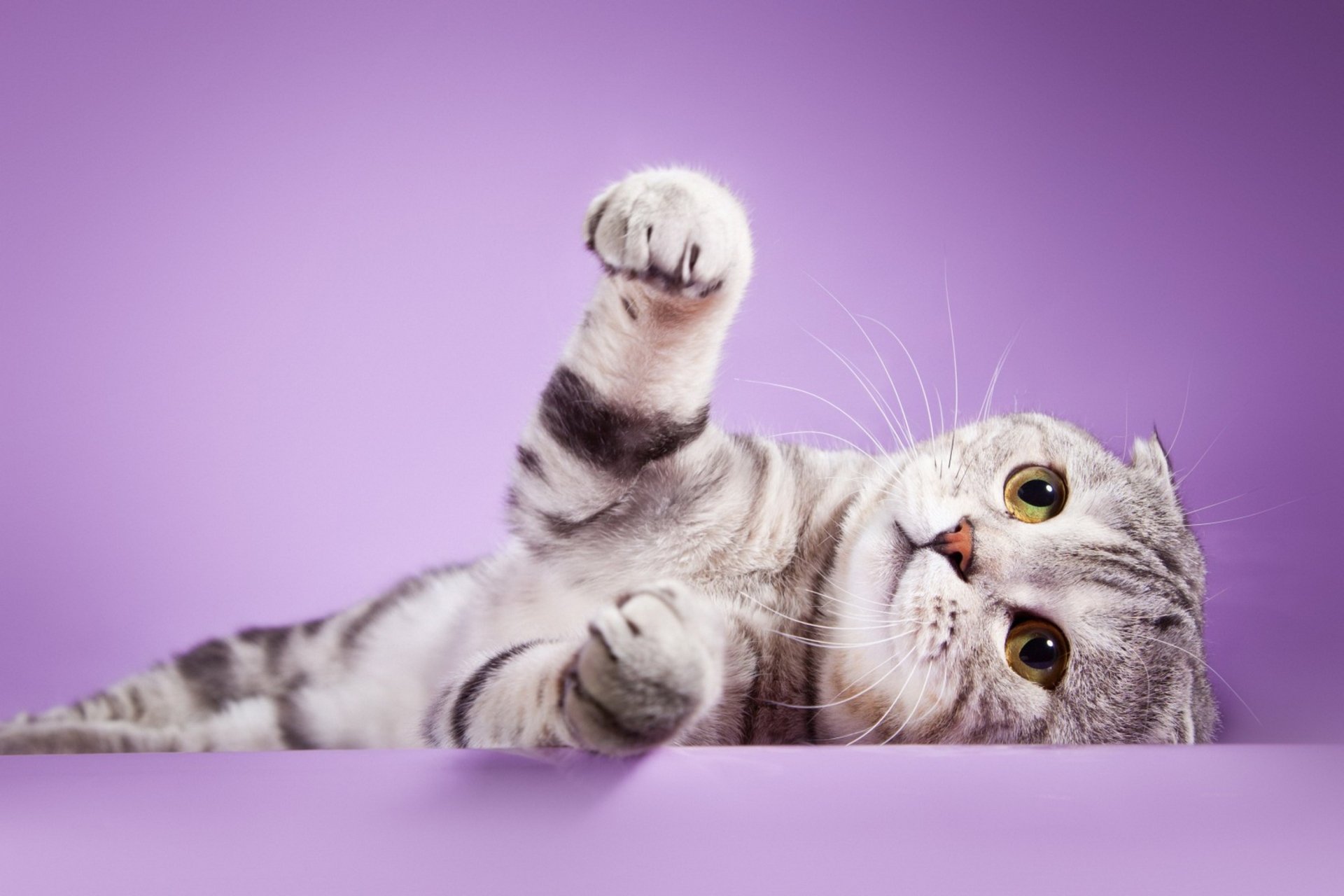 Purrfect 2K Quad HD — Playful Grey Tabby Cat Wallpaper