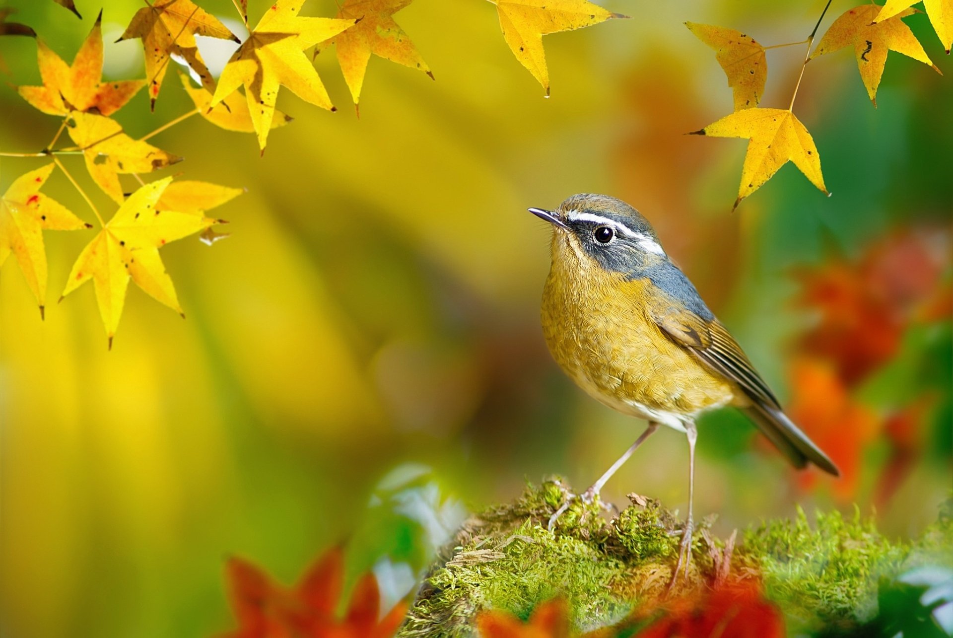 Download Close-up Bird Animal Robin HD Wallpaper