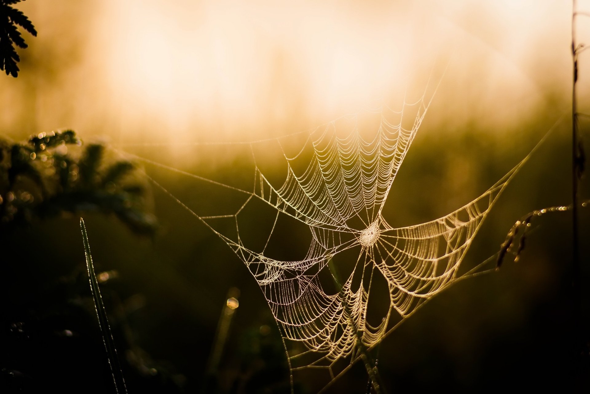 Download Depth Of Field Photography Spider Web HD Wallpaper