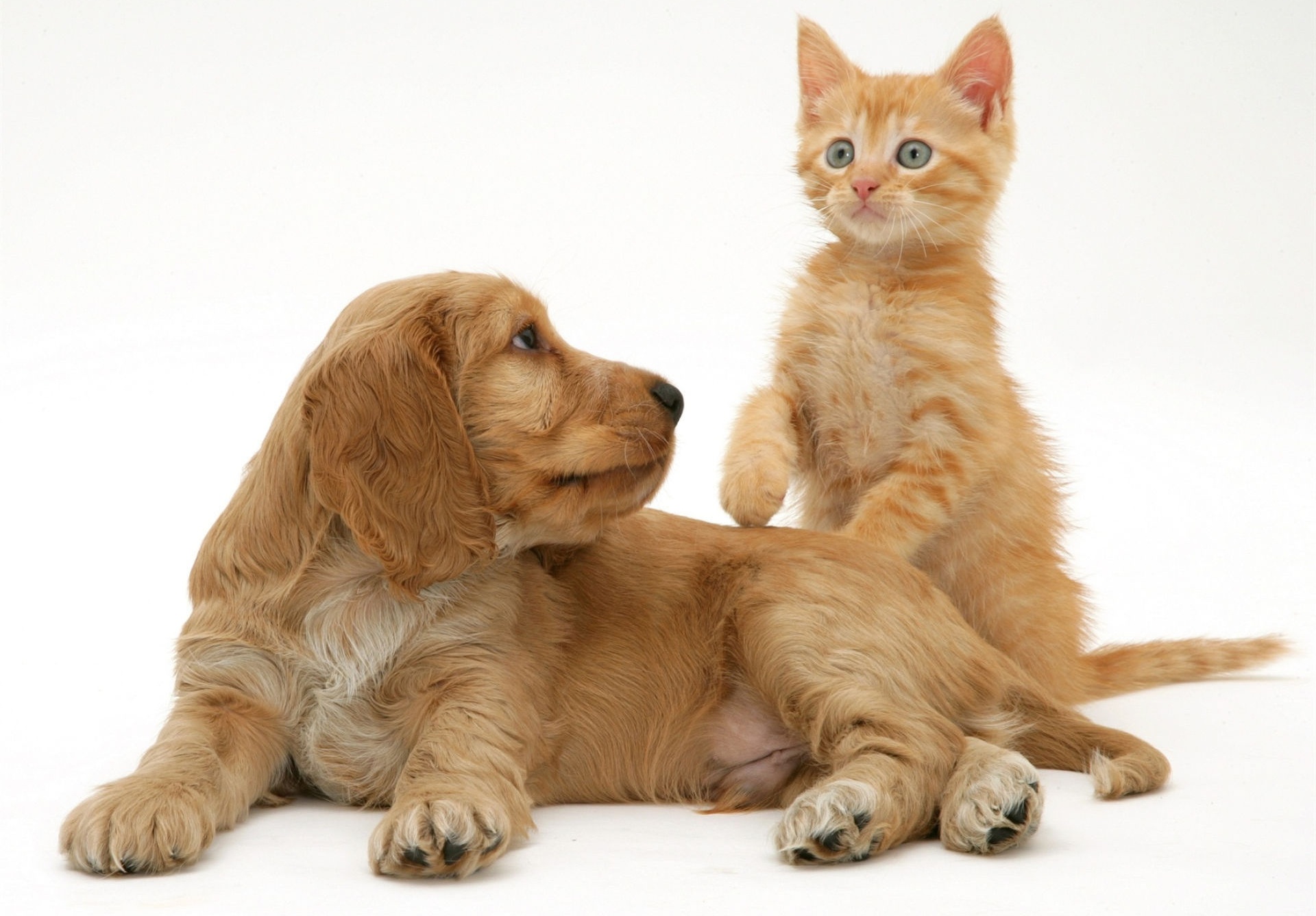 Download Puppy Kitten Baby Animal Dog Cat Animal Cat & Dog HD Wallpaper
