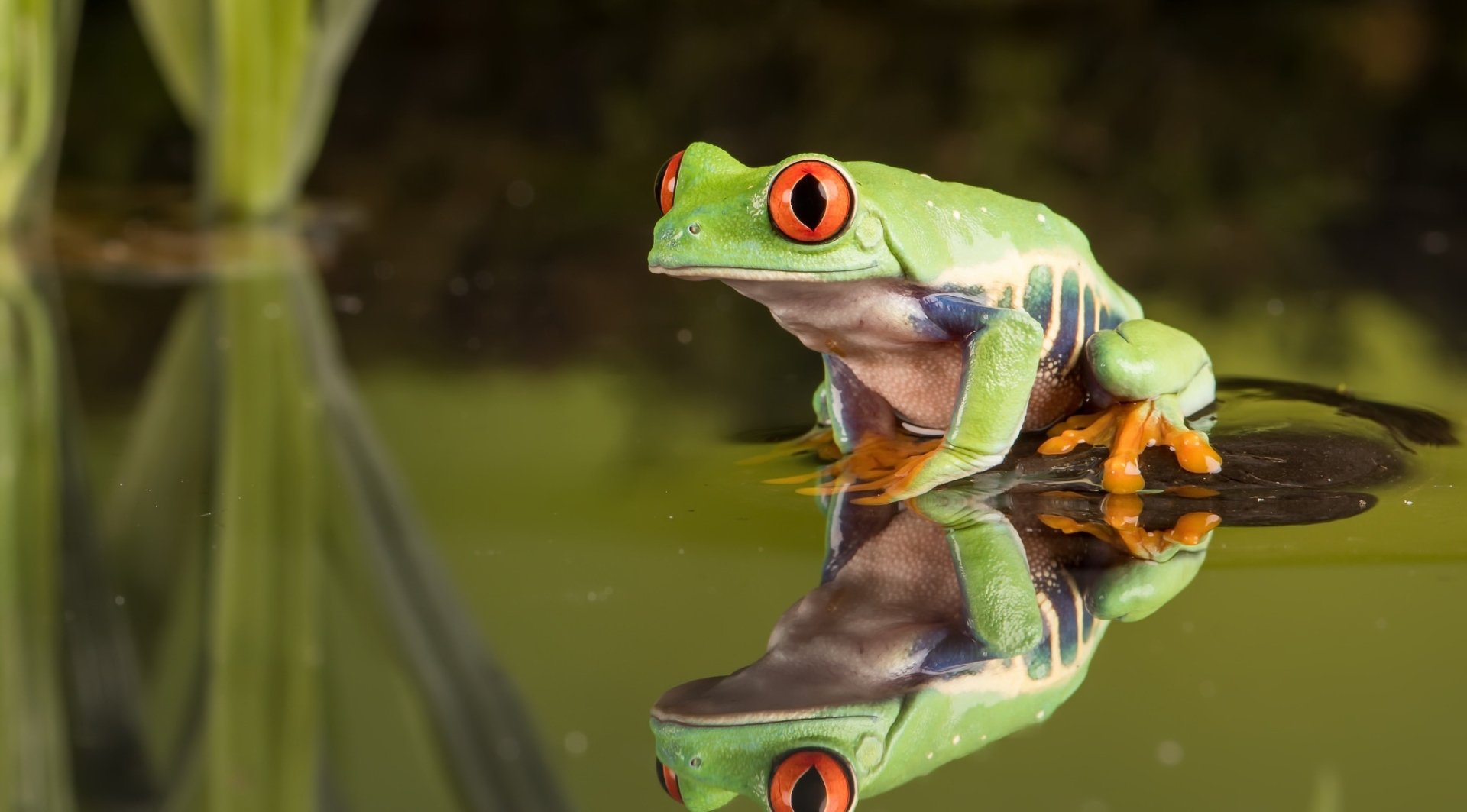 Download Tree Frog Amphibian Reflection Frog Animal Red-eyed Tree Frog ...